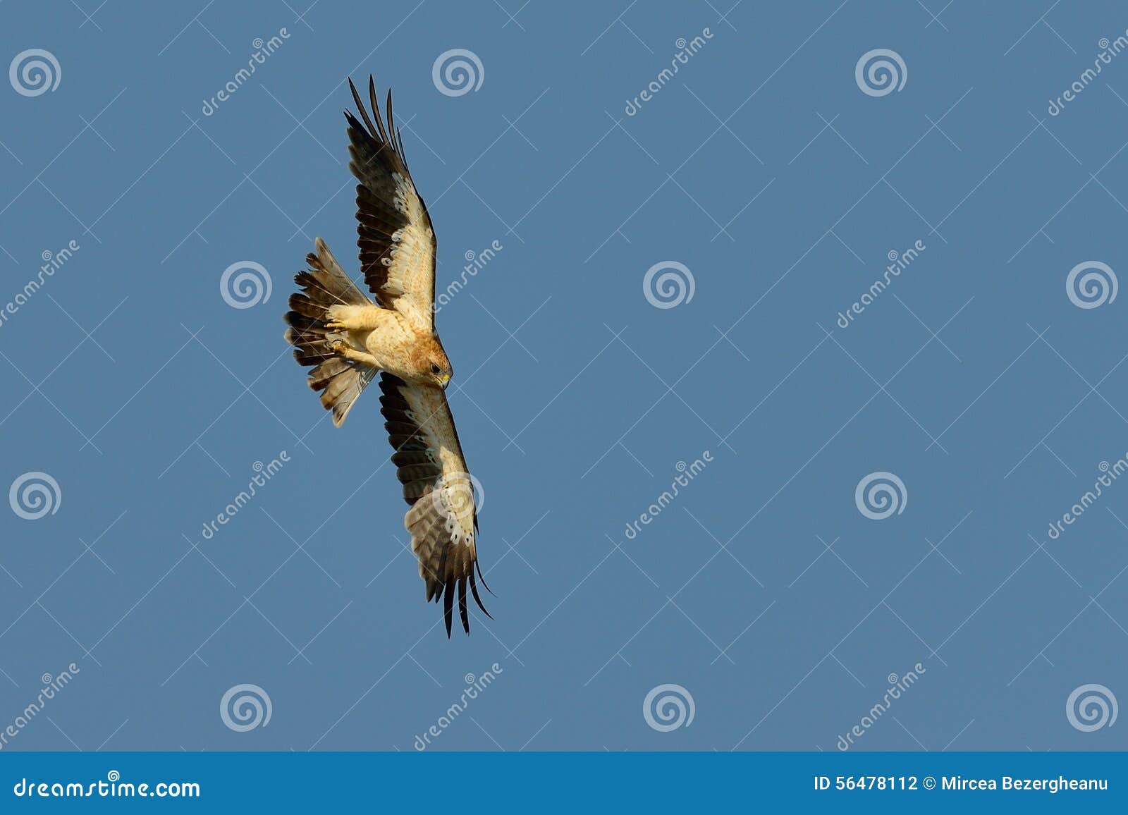 The Booted Eagle (Aquila Pennata) Stock Photo - Image of prey, feathers ...