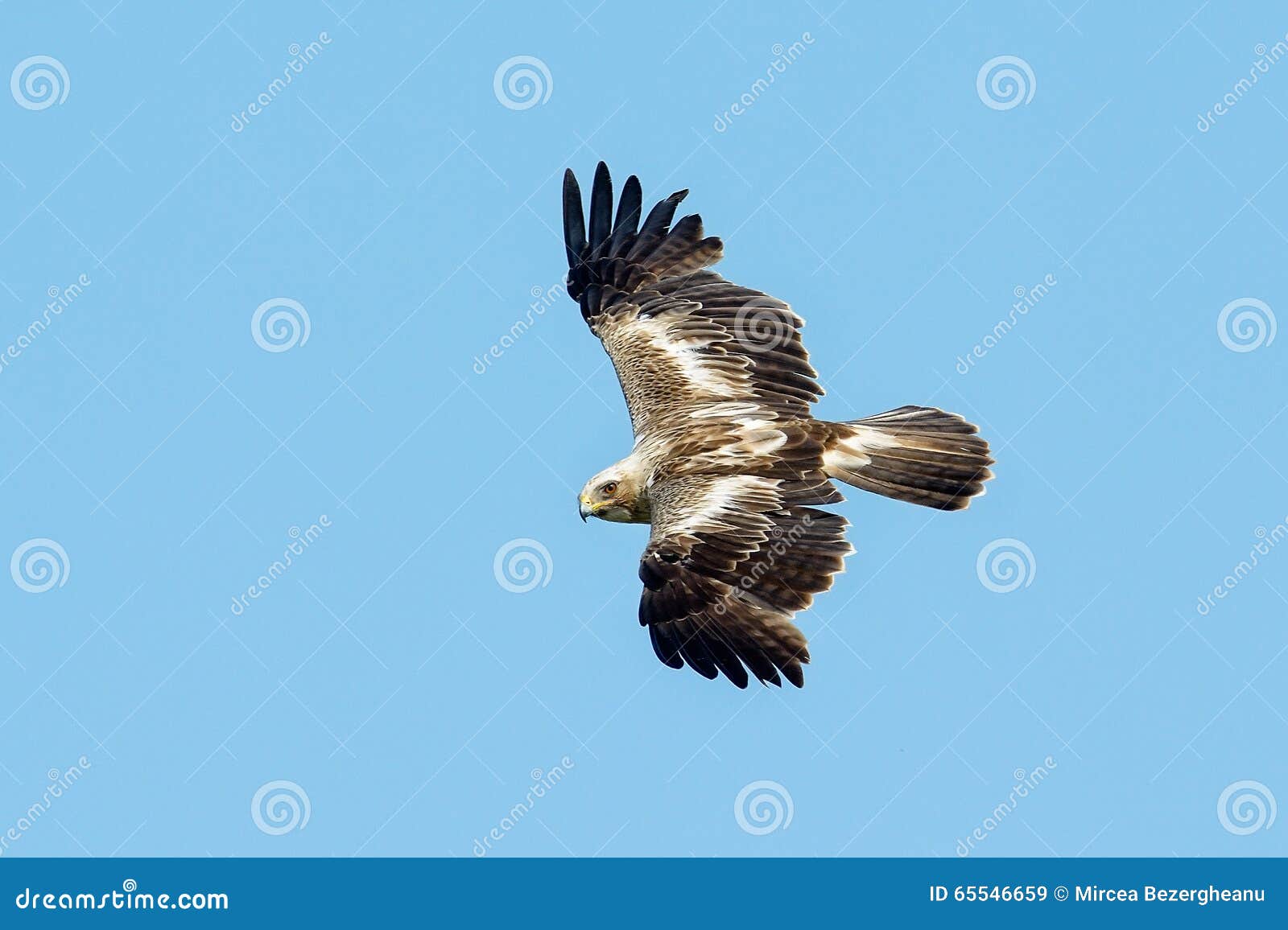 The Booted Eagle Aquila Pennata Stock Image - Image of booted, predator ...