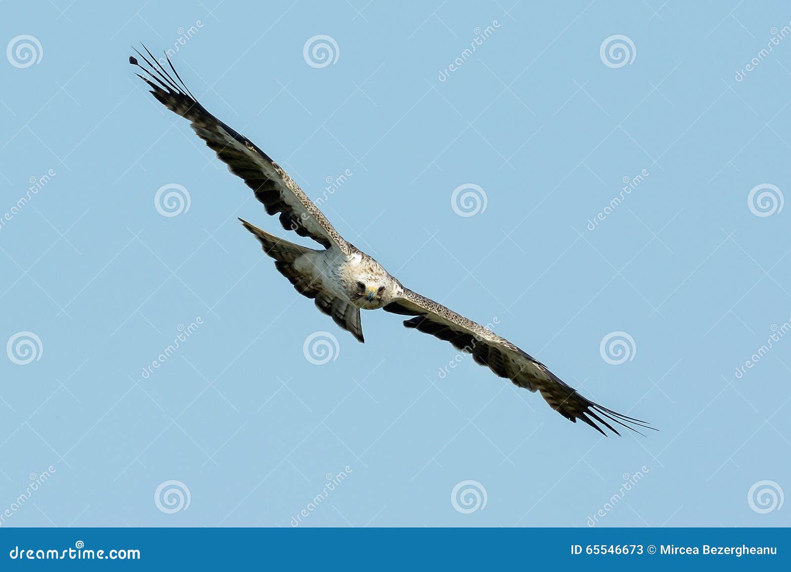 The Booted Eagle Aquila Pennata Stock Image - Image of prey, heat: 65546673