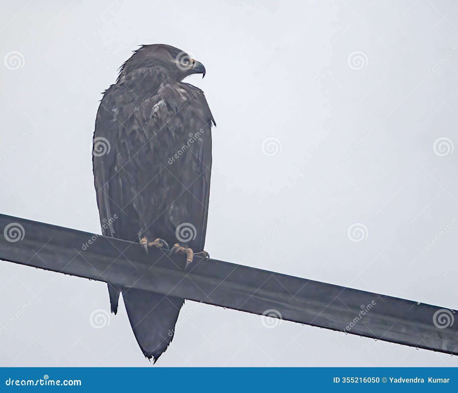 Booted Eagle Hieraaetus Pennatus Stock Photography | CartoonDealer.com ...