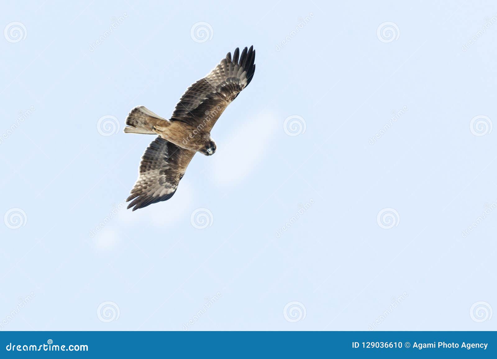 Booted Eagle, Dwergarend, Hieraaetus Pennatus Stock Photo - Image of ...