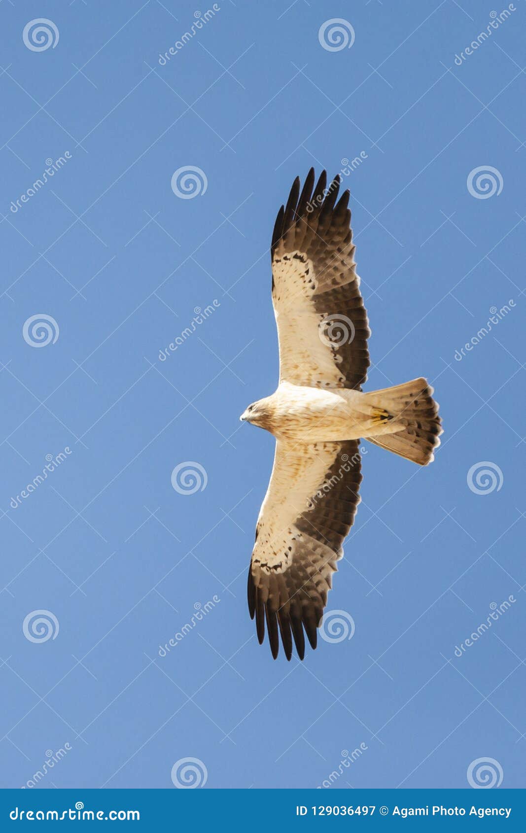 Booted Eagle, Dwergarend, Hieraaetus Pennatus Stock Image - Image of ...