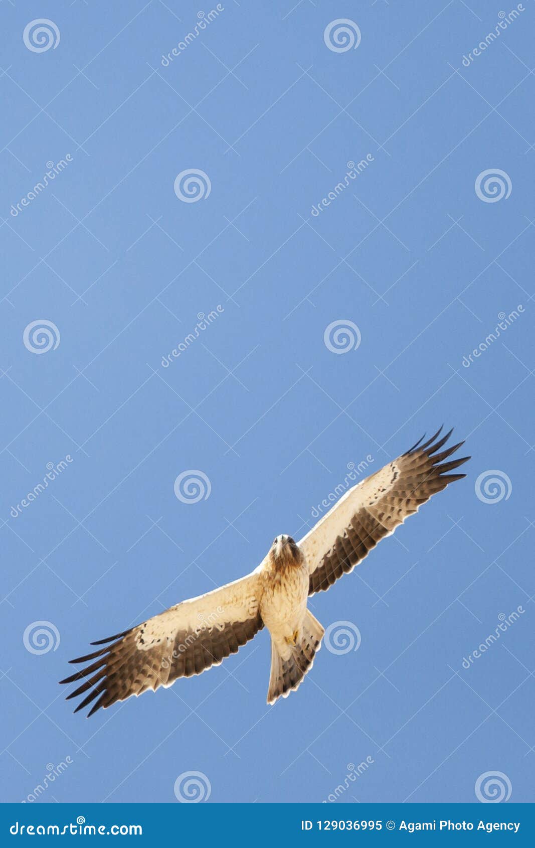 Booted Eagle, Dwergarend, Hieraaetus Pennatus Stock Image - Image of ...