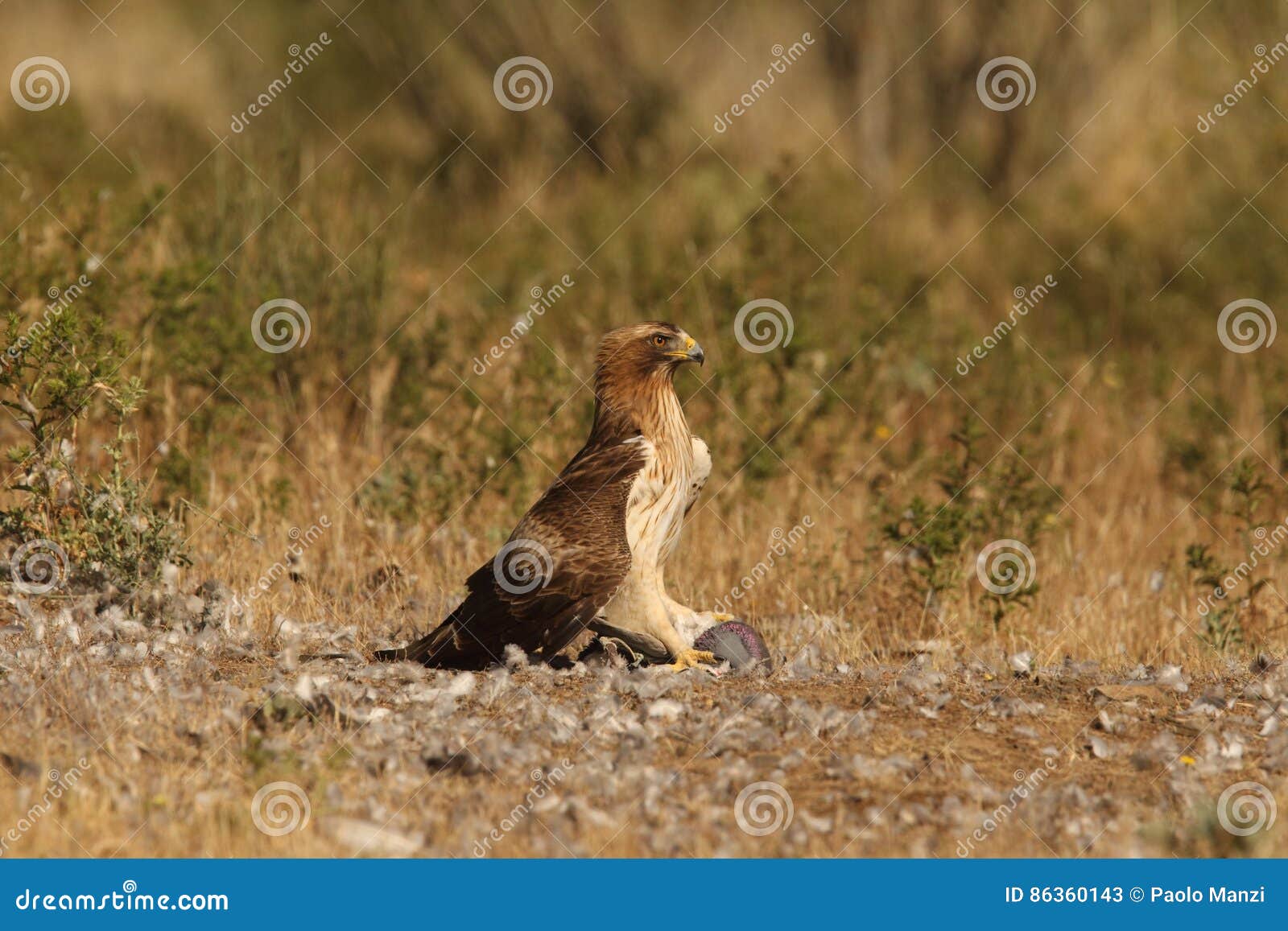 Booted eagle stock image. Image of booted, golden, birds - 86360143
