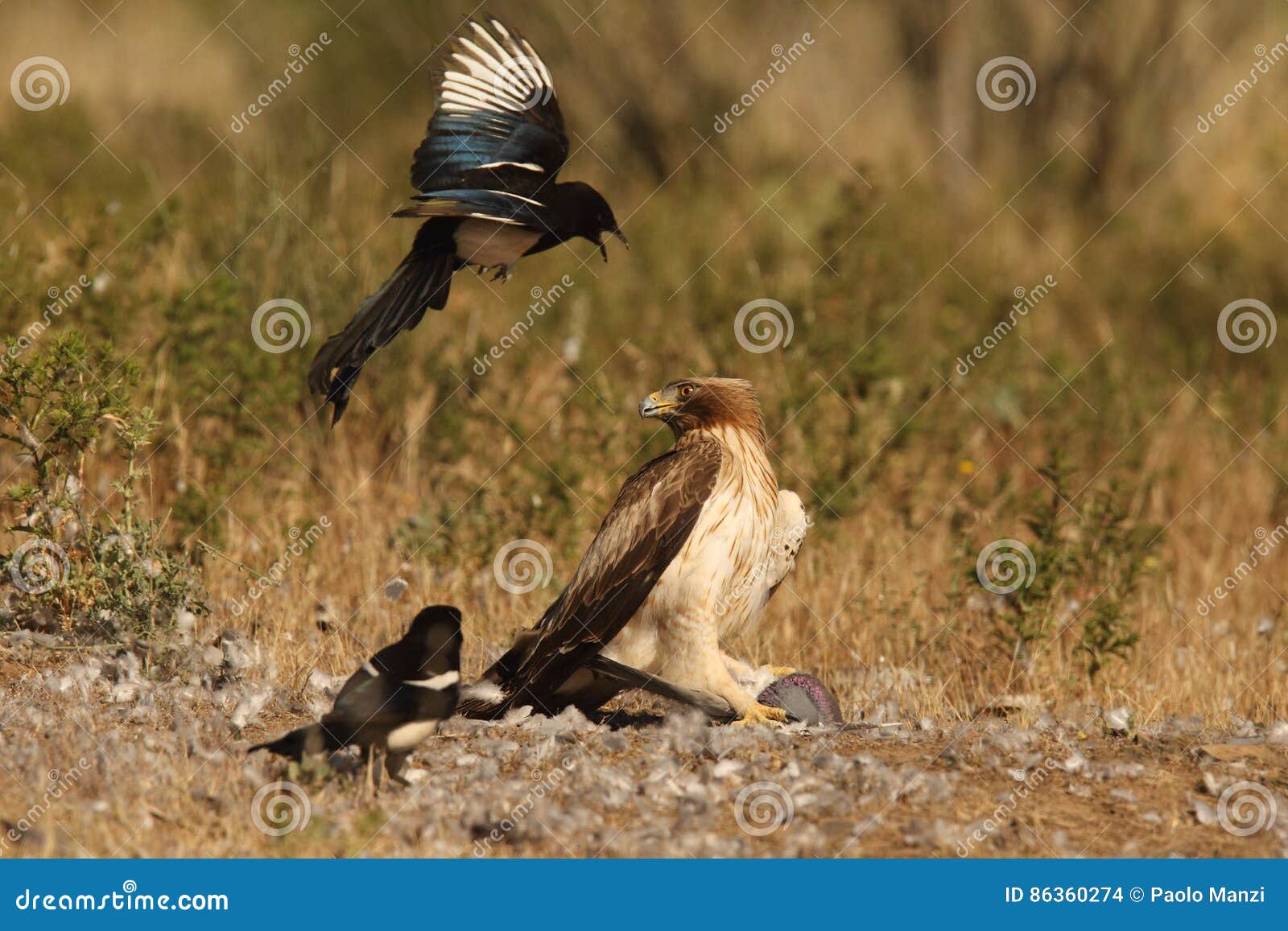 Booted eagle stock photo. Image of falcon, feather, male - 86360274