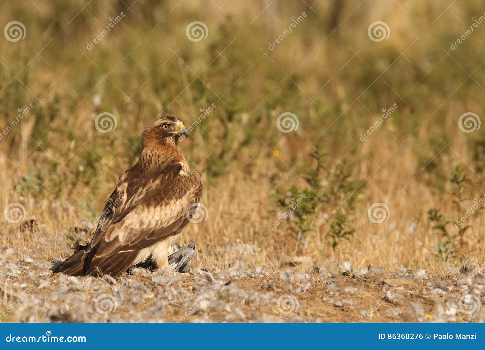 Booted eagle stock photo. Image of adalberti, rare, park - 86360276