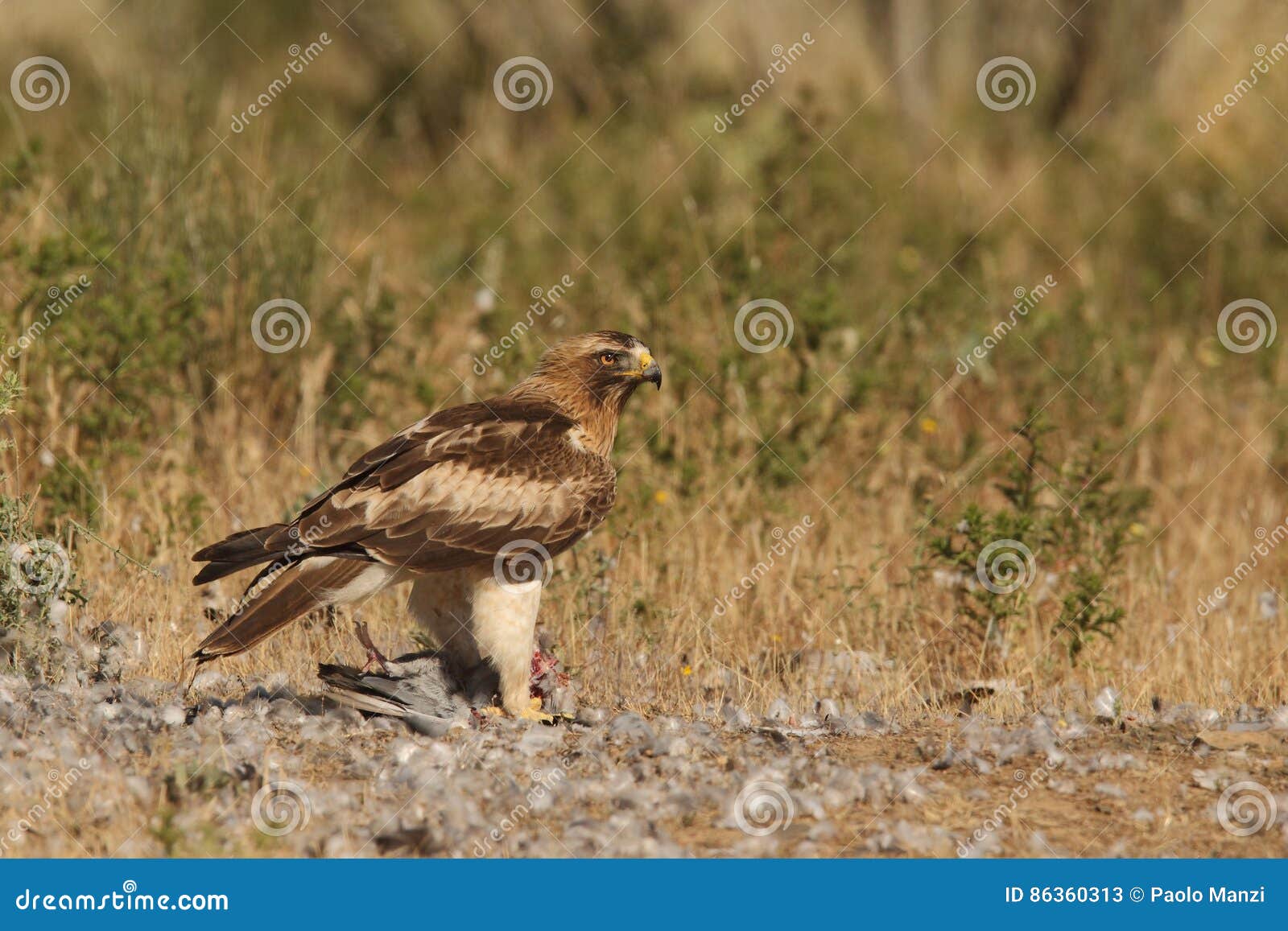 Booted eagle stock image. Image of ritual, raptor, eagles - 86360313