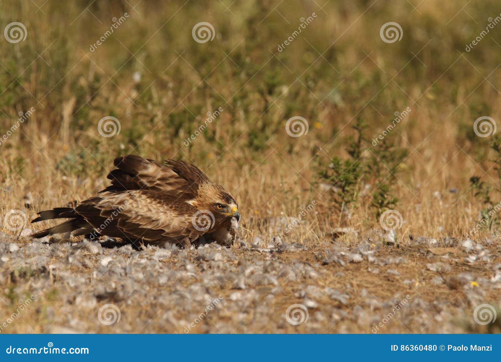 Booted eagle stock photo. Image of imperial, park, fasciata - 86360480