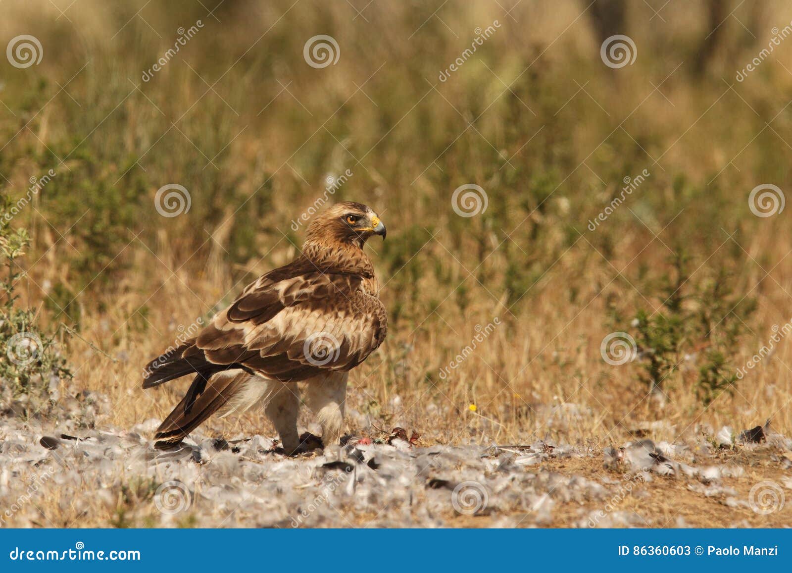 Booted eagle stock image. Image of male, booted, birds - 86360603
