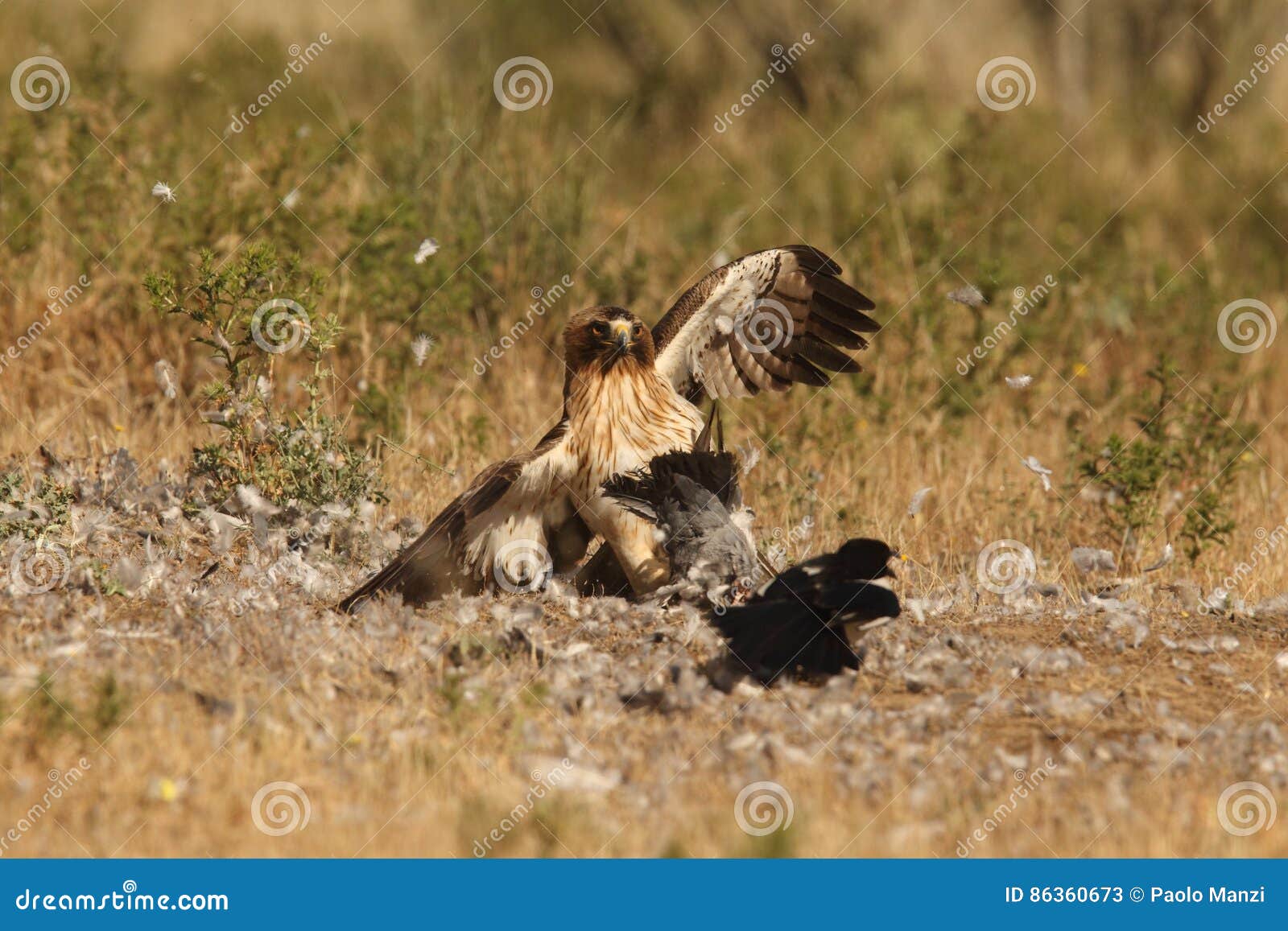 Booted eagle stock image. Image of imperial, ritual, migration - 86360673
