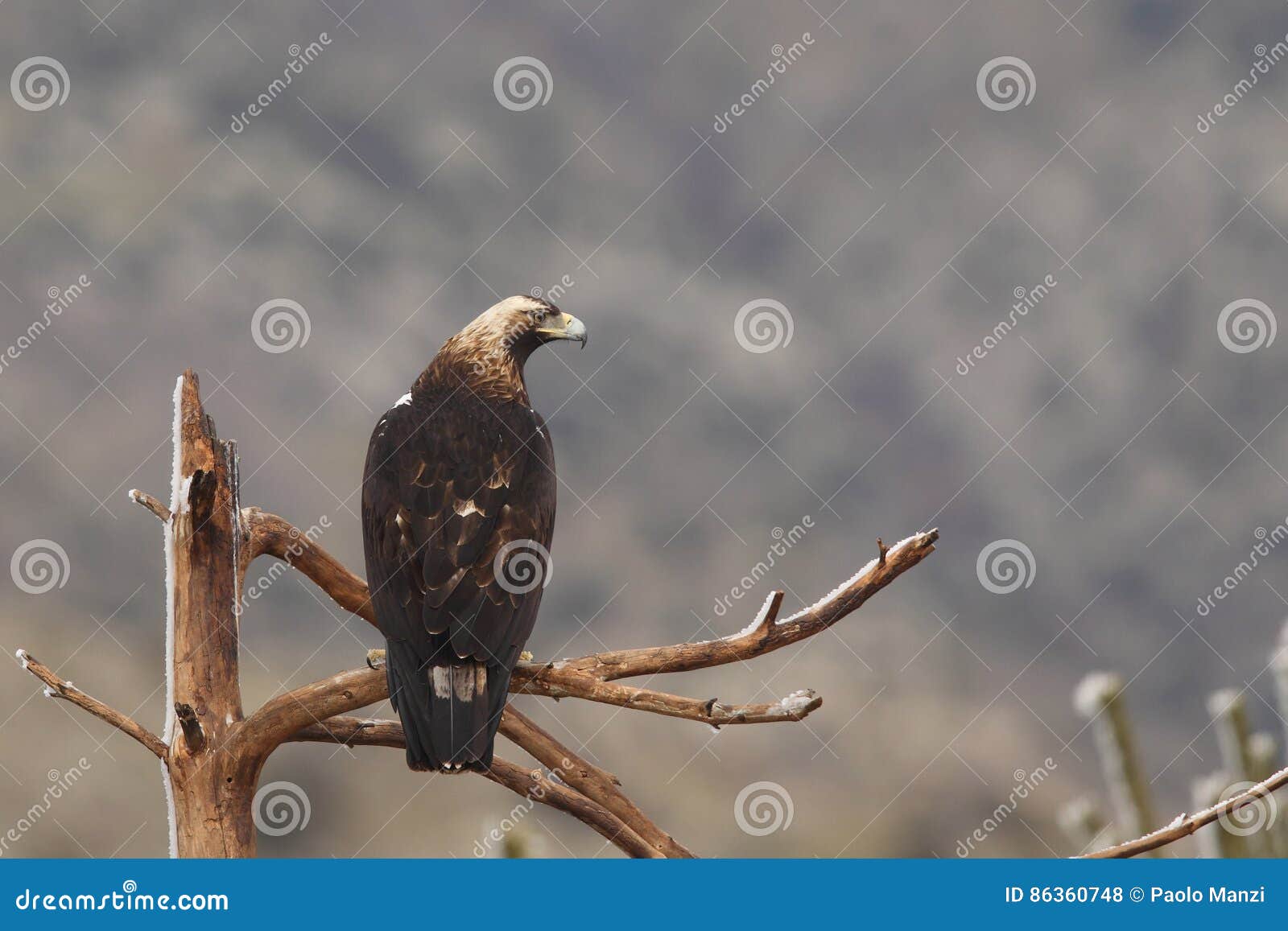 Booted eagle stock photo. Image of migration, roost, male - 86360748