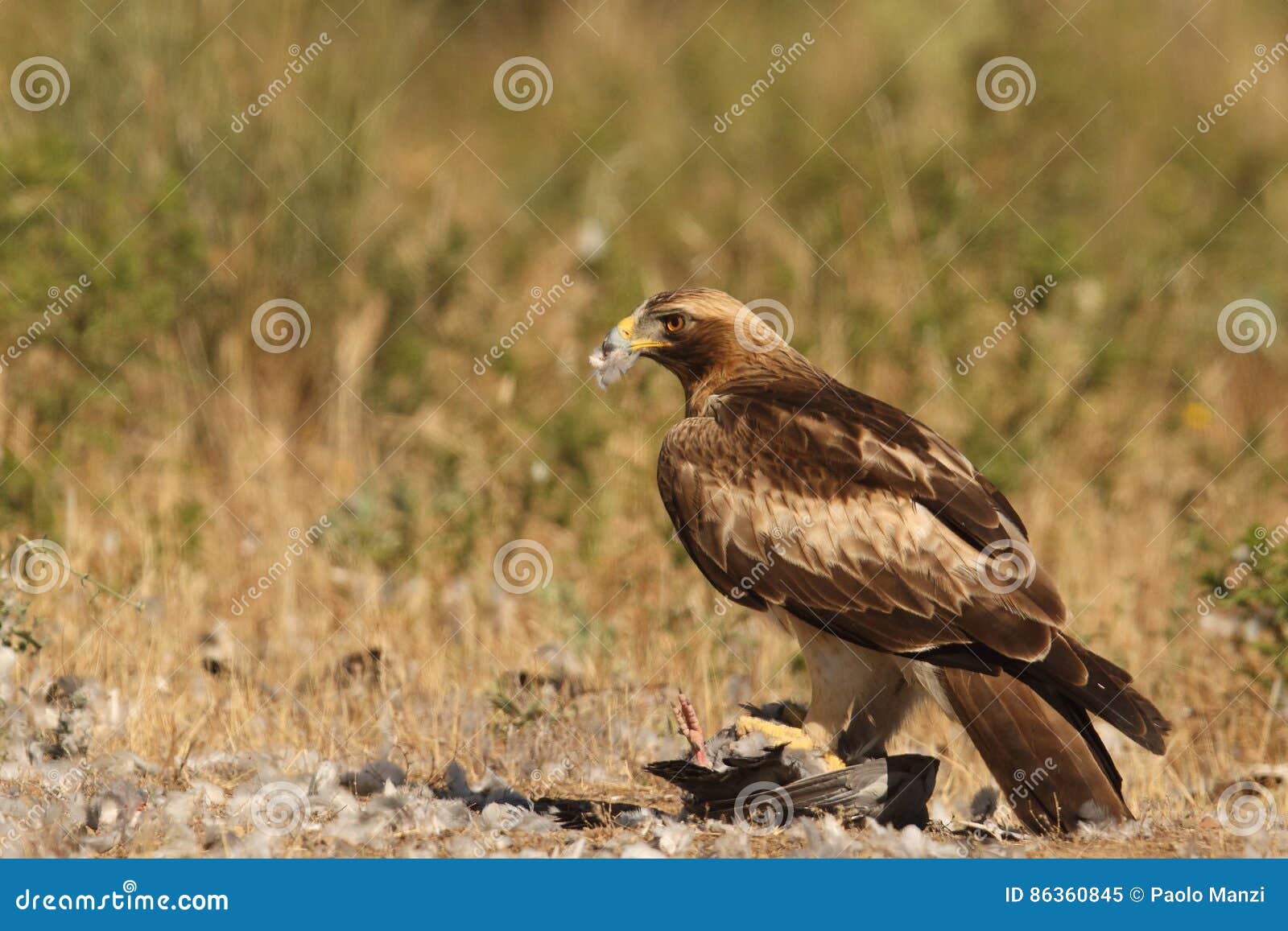 Booted eagle stock image. Image of falcon, birds, feather - 86360845