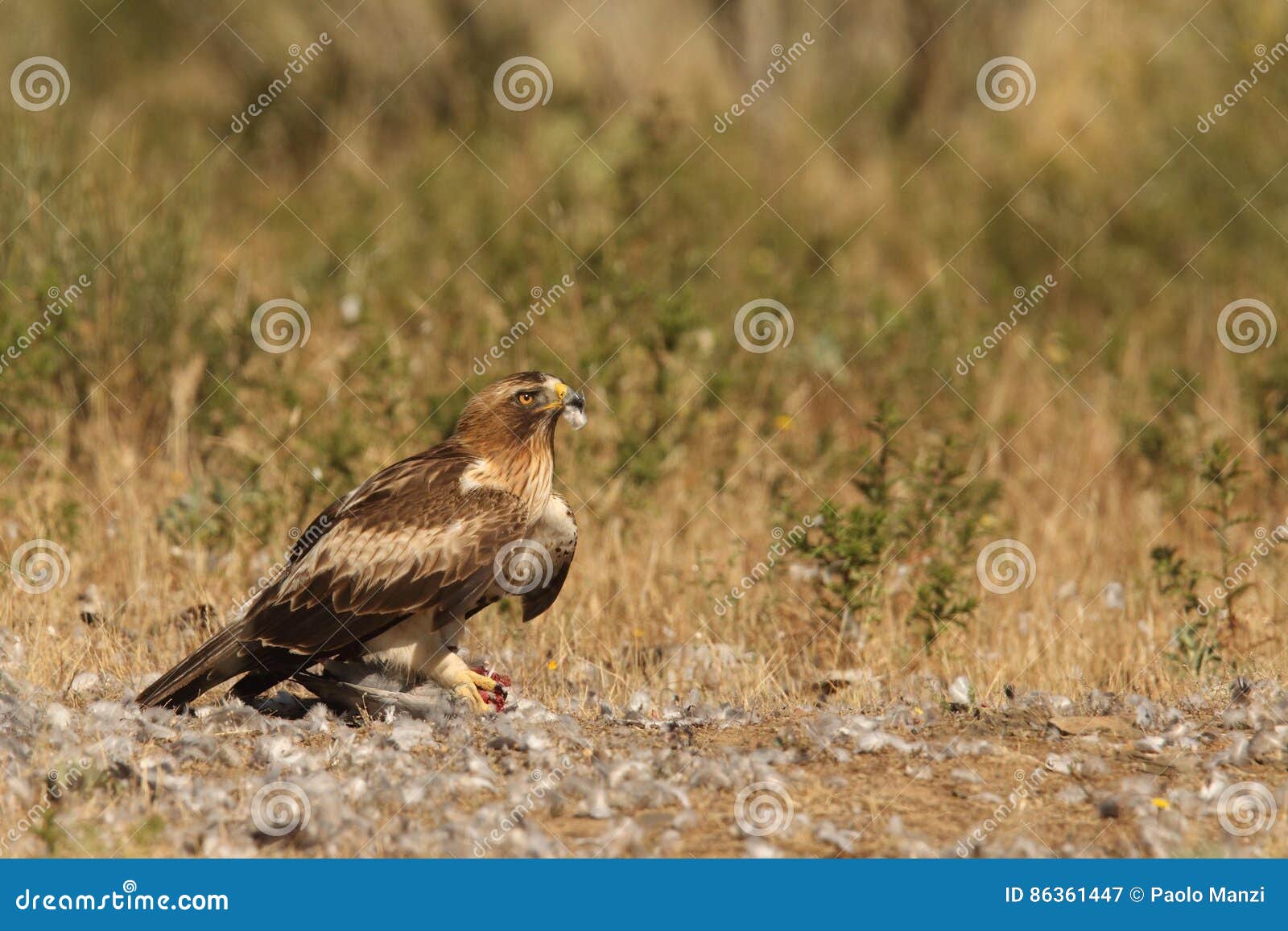Booted eagle stock image. Image of raptor, eagles, roost - 86361447