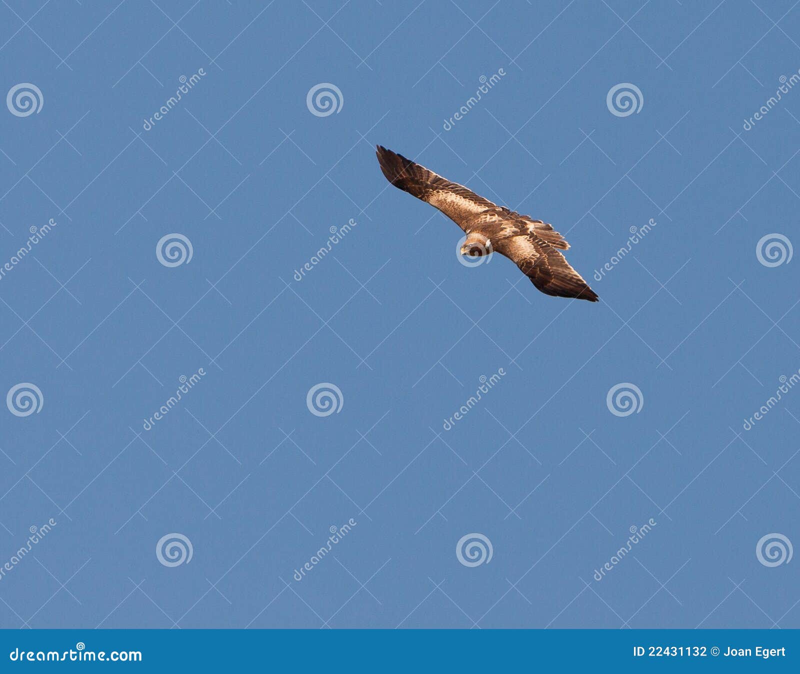 A Booted Eagle in Fast Flight Stock Photo - Image of birds, fast: 22431132