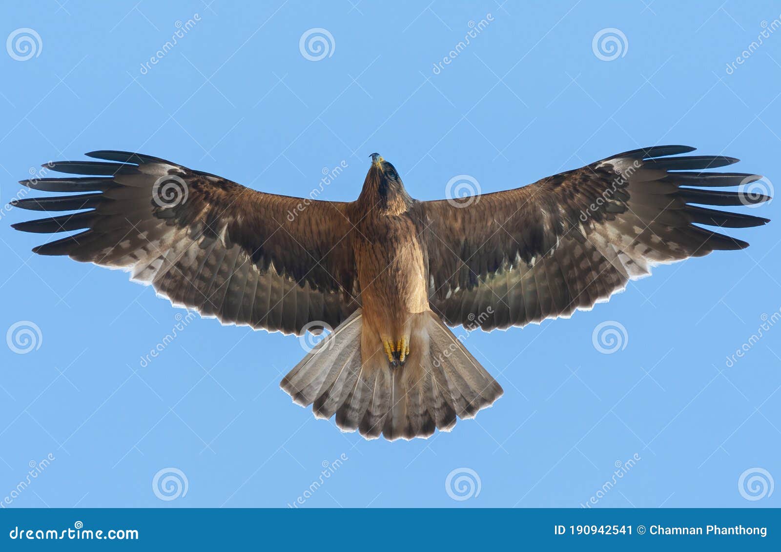 Booted Eagle Flying on Blue Sky Stock Image - Image of flight, eagle ...