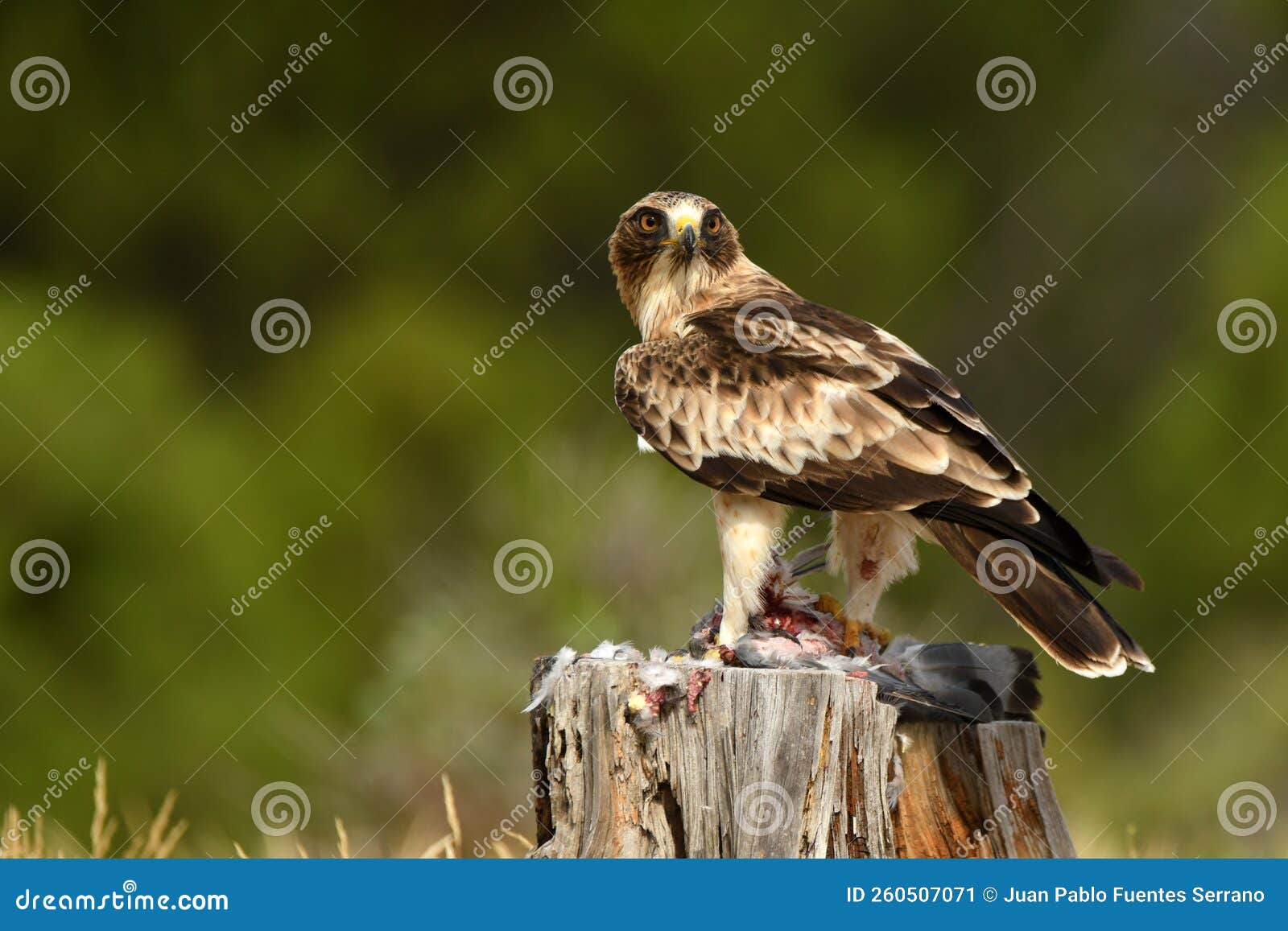 Booted Eagle in the Forest with a Prey Stock Image - Image of griffon ...