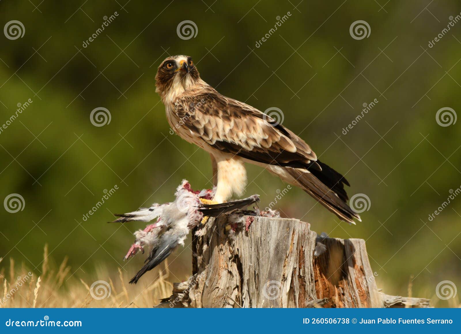 Booted Eagle in the Forest with a Prey Stock Photo - Image of black ...
