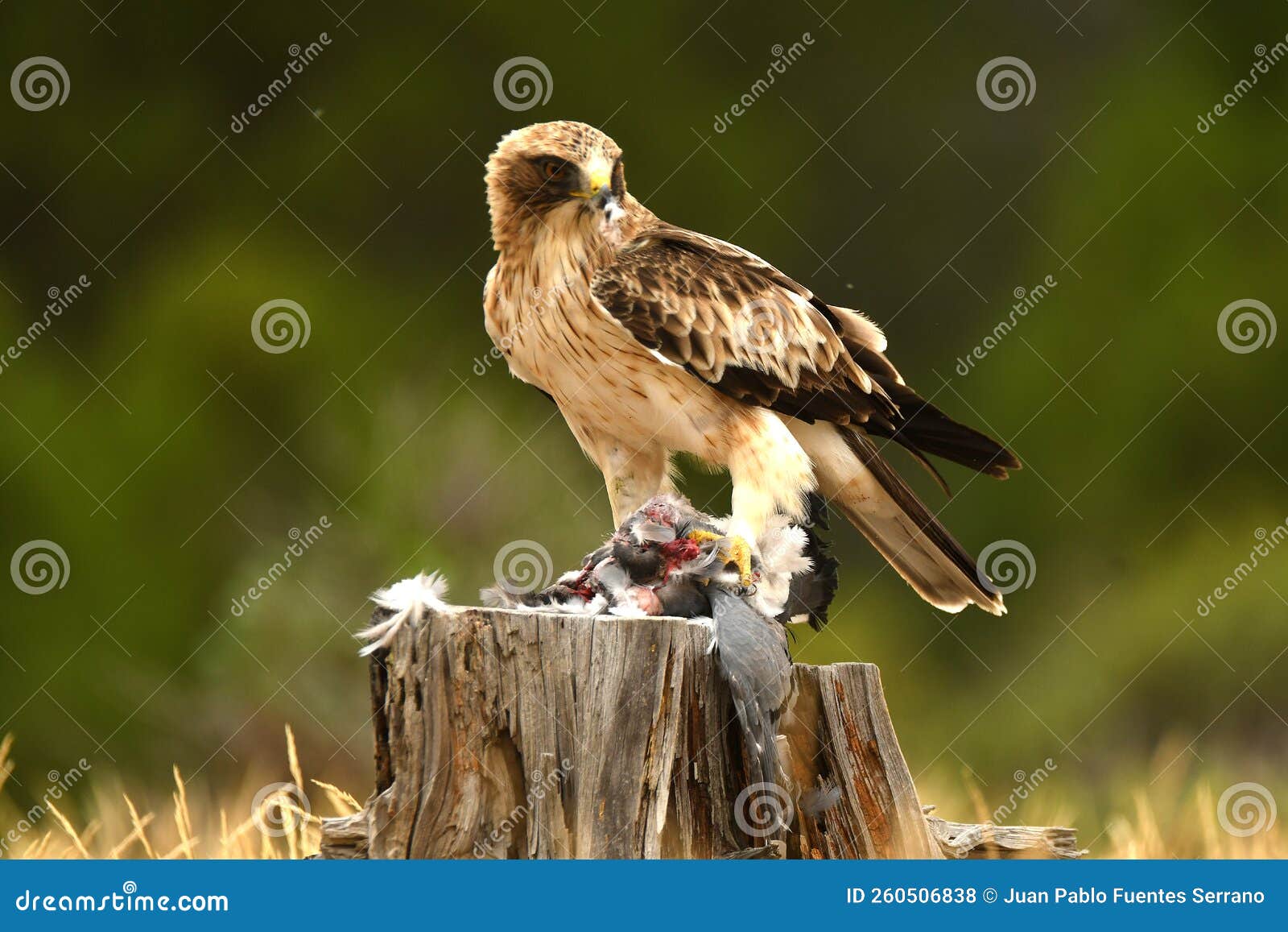 Booted Eagle in the Forest with a Prey Stock Photo - Image of flying ...