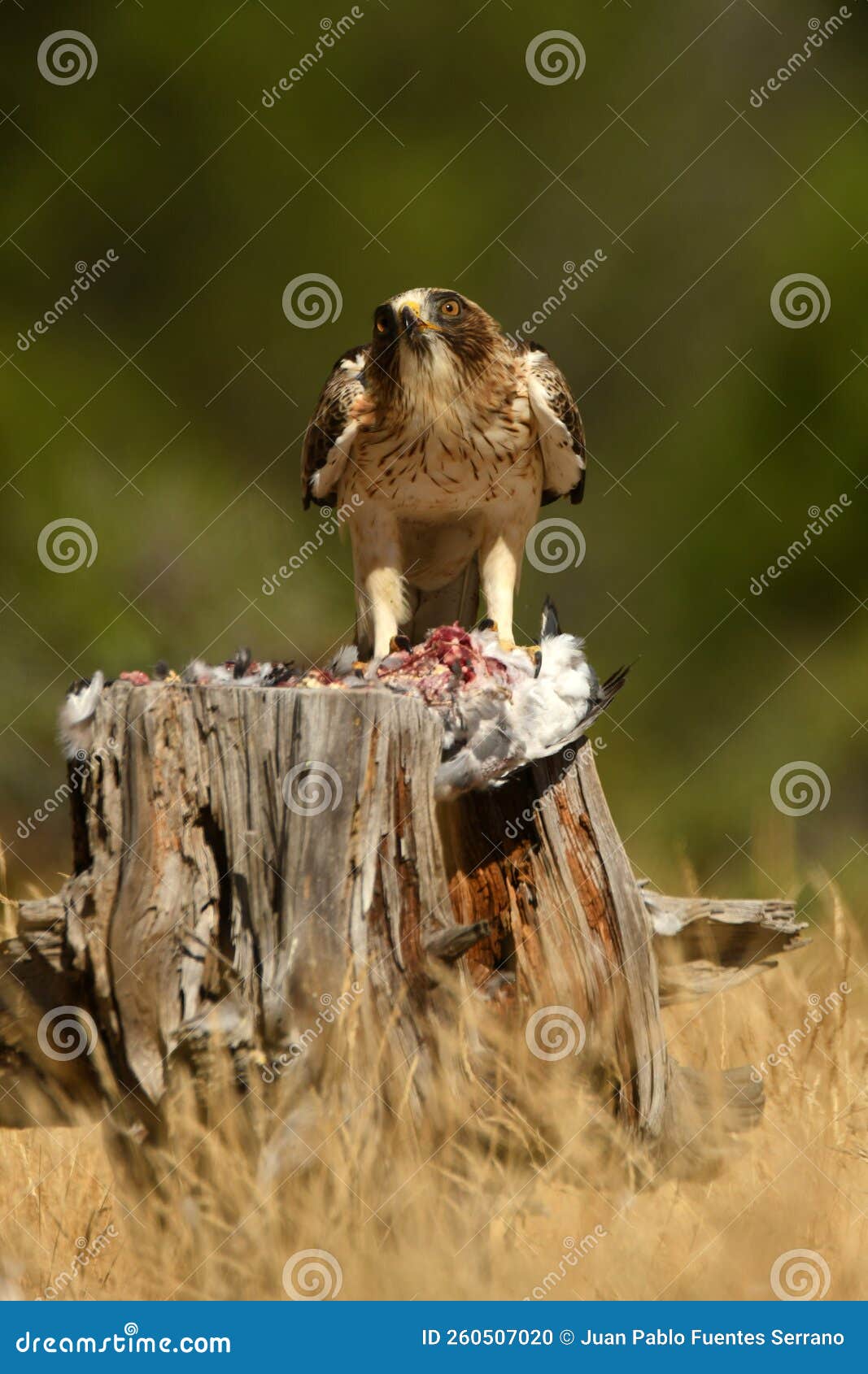 Booted Eagle in the Forest with a Prey Stock Photo - Image of griffon ...