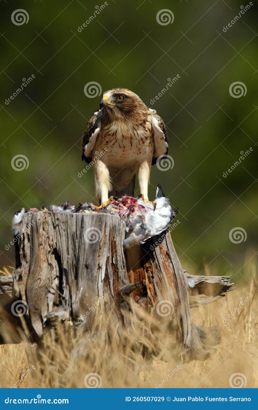 Booted Eagle in the Forest with a Prey Stock Image - Image of eagles ...