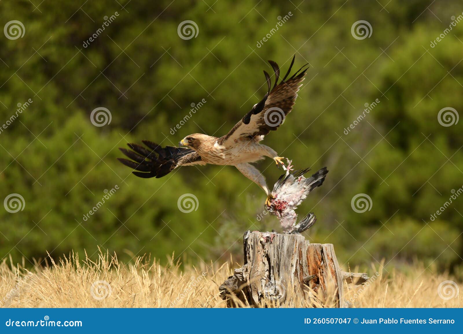 Booted Eagle in the Forest with a Prey Stock Image - Image of eagles ...