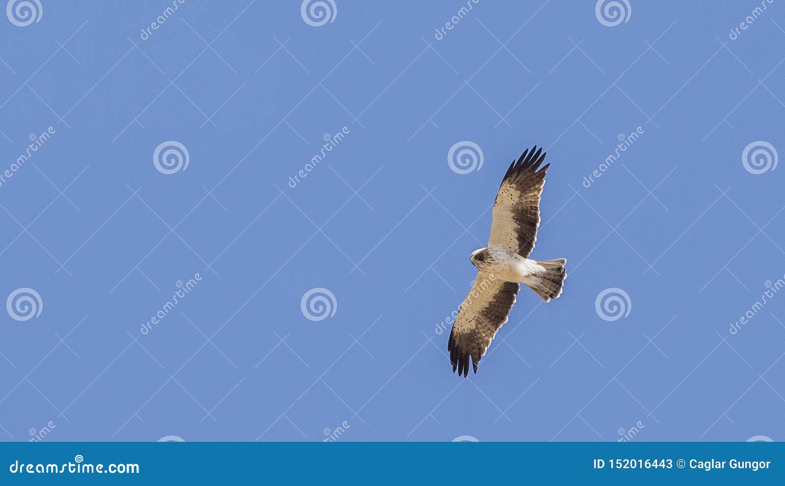 Booted Eagle in Flight stock image. Image of blue, wildlife - 152016443