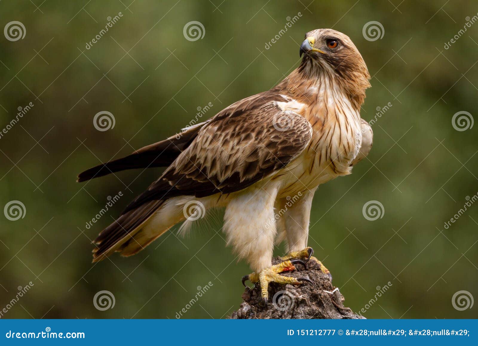 Booted Eagle Hieraaetus Pennatus in the Nature, Spain Stock Image ...