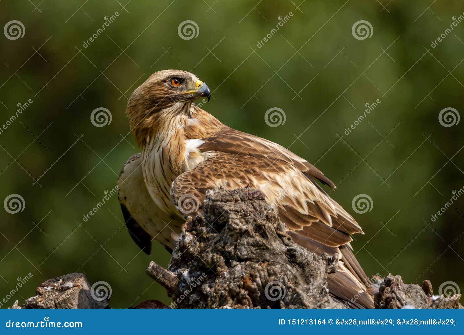 Booted Eagle Hieraaetus Pennatus in the Nature, Spain Stock Photo ...