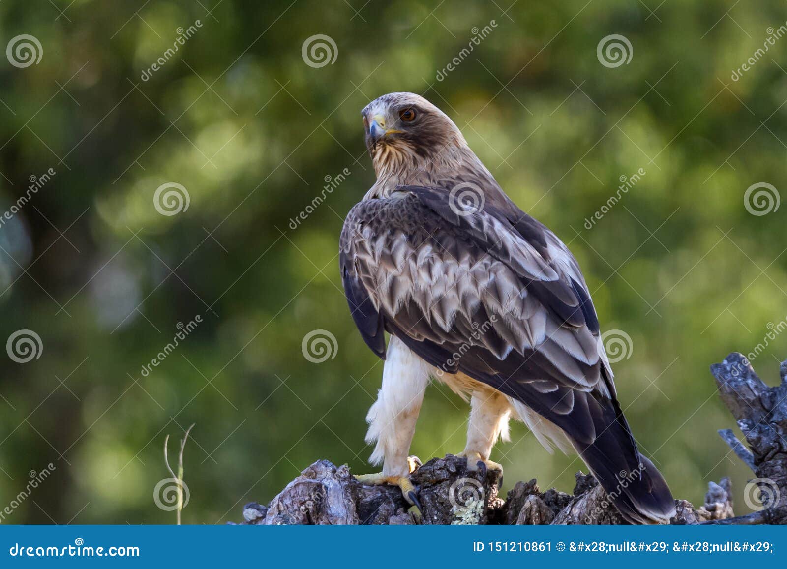 Booted Eagle Hieraaetus Pennatus in the Nature, Spain Stock Image ...