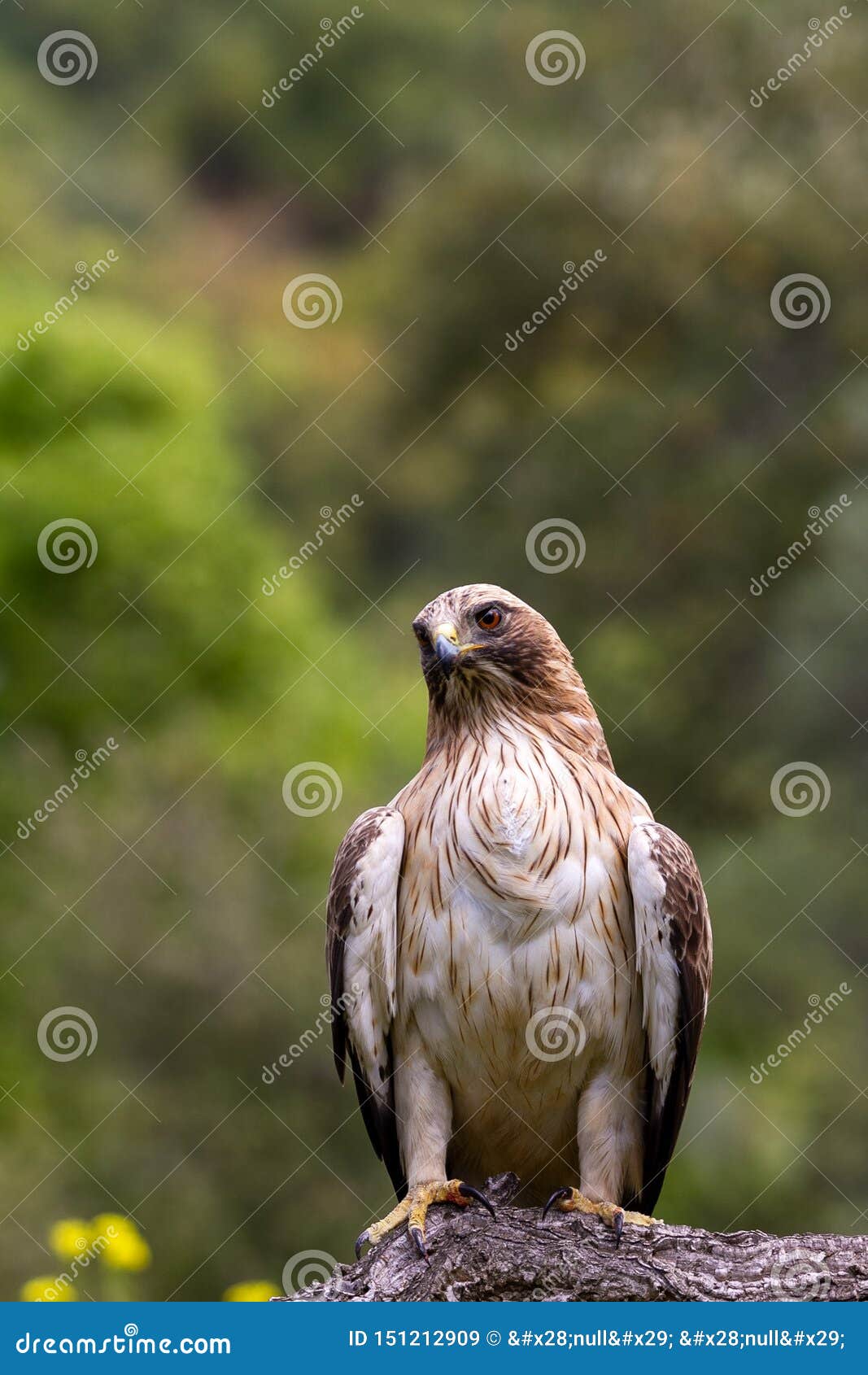 Booted Eagle Hieraaetus Pennatus in the Nature, Spain Stock Image ...