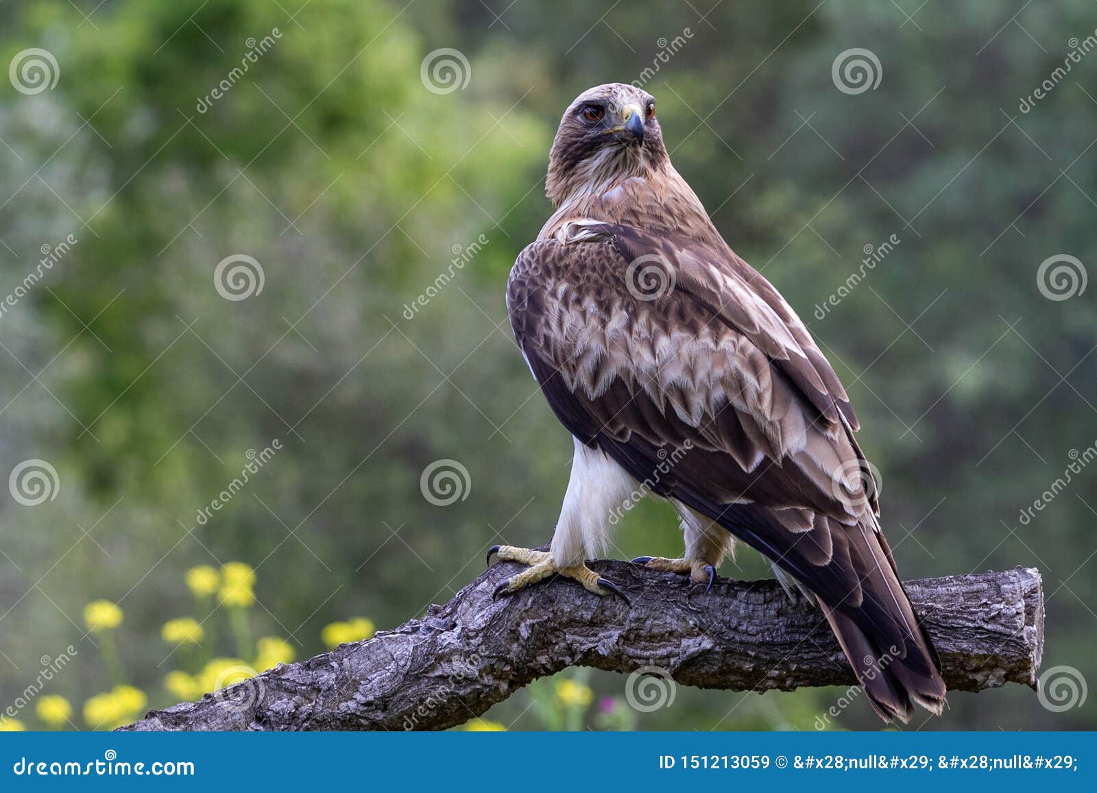 Booted Eagle Hieraaetus Pennatus in the Nature, Spain Stock Image ...