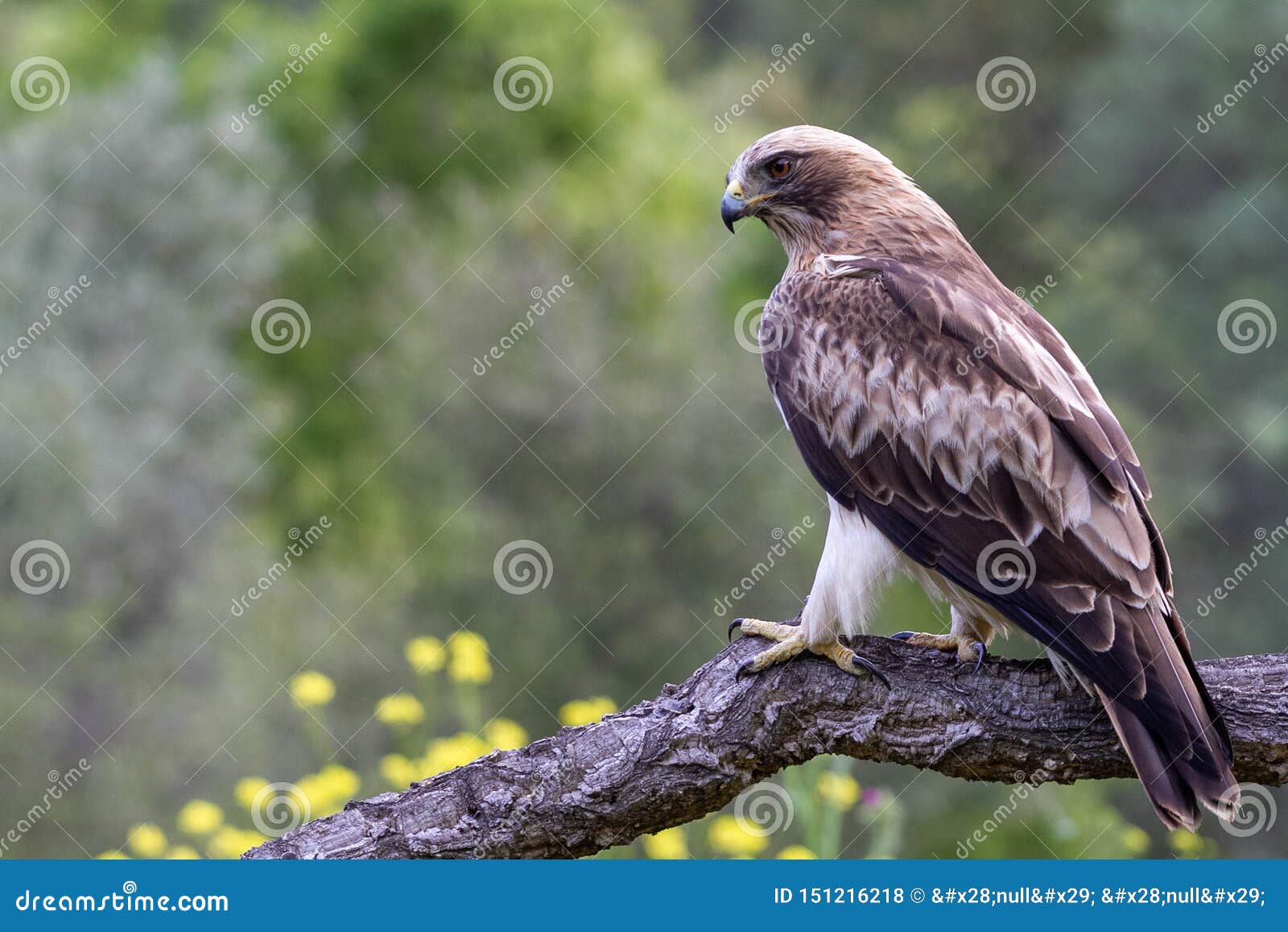 Booted Eagle Hieraaetus Pennatus in the Nature, Spain Stock Photo ...