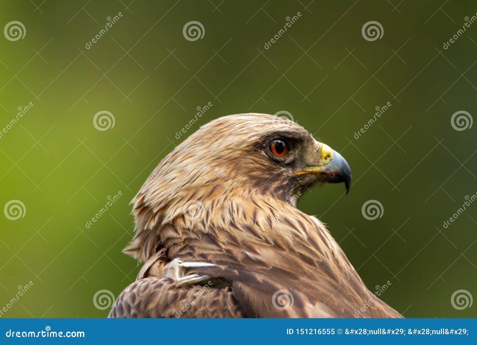 Booted Eagle Hieraaetus Pennatus in the Nature, Spain Stock Image ...