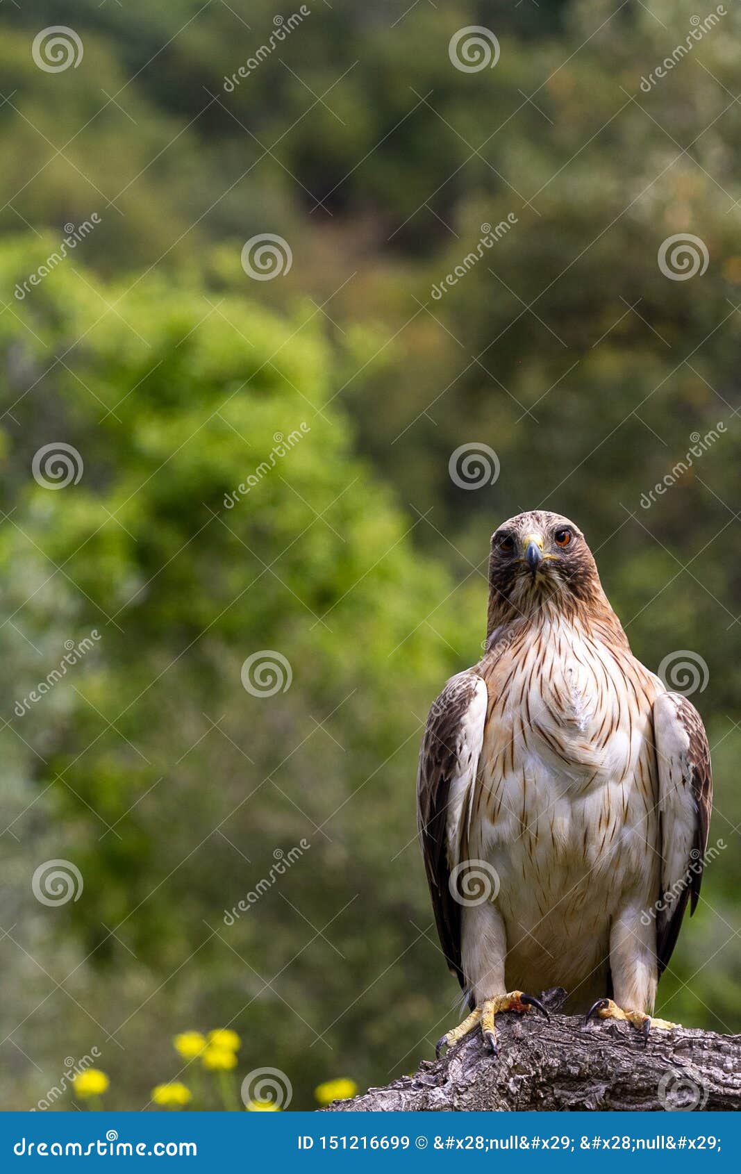 Booted Eagle Hieraaetus Pennatus in the Nature, Spain Stock Image ...