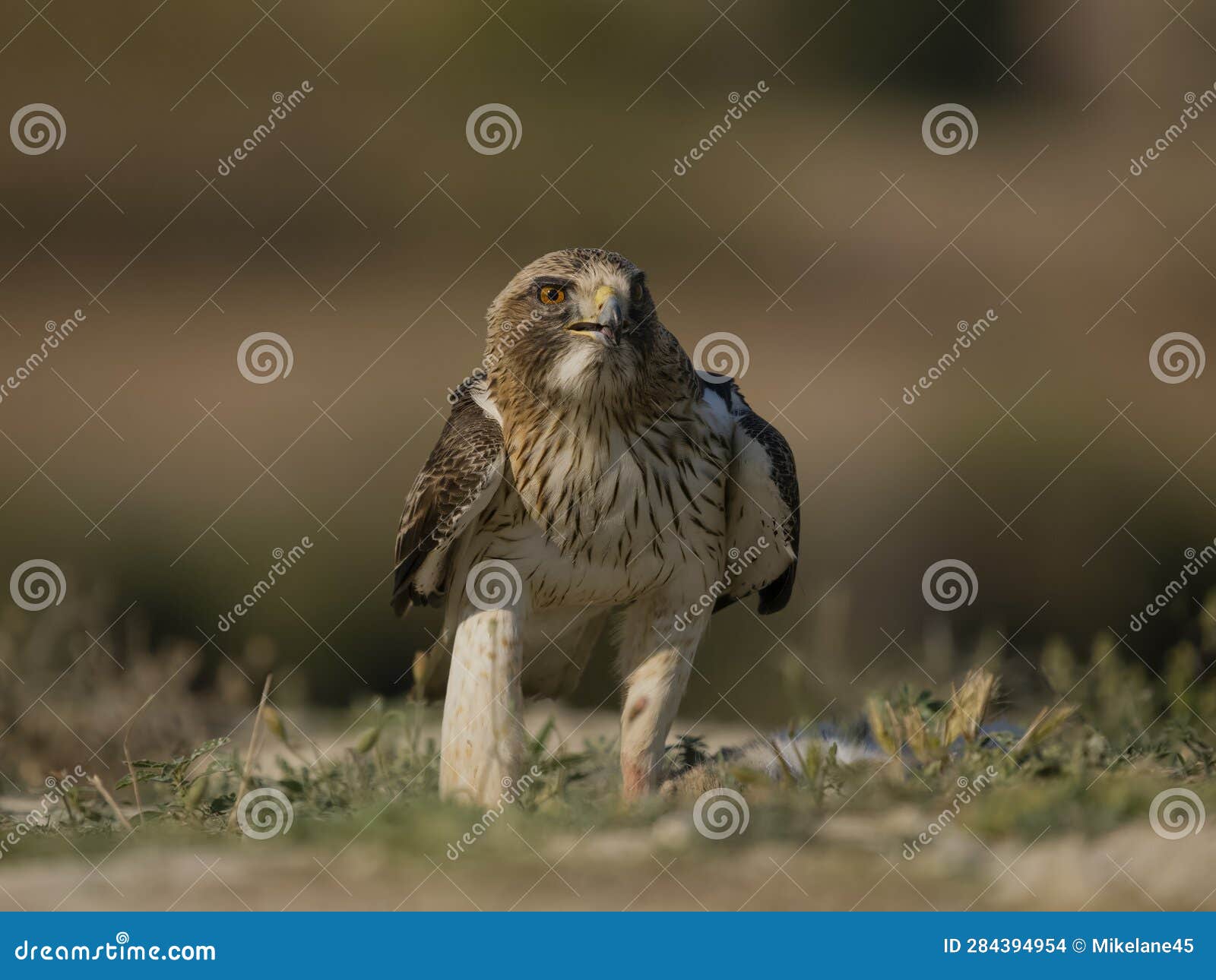 Booted Eagle, Hieraaetus Pennatus Stock Photo - Image of animal, 2023: ...