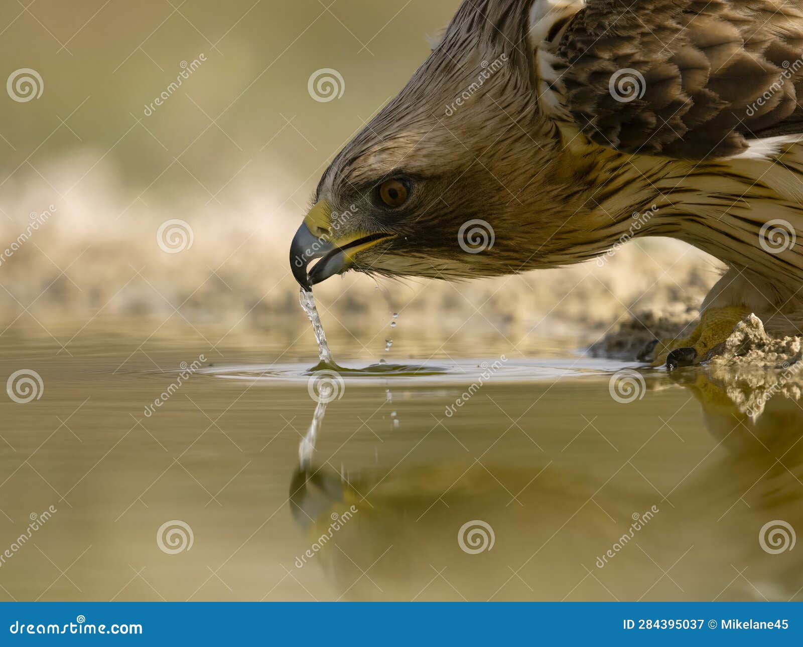 Booted Eagle, Hieraaetus Pennatus Stock Image - Image of july, raptor ...