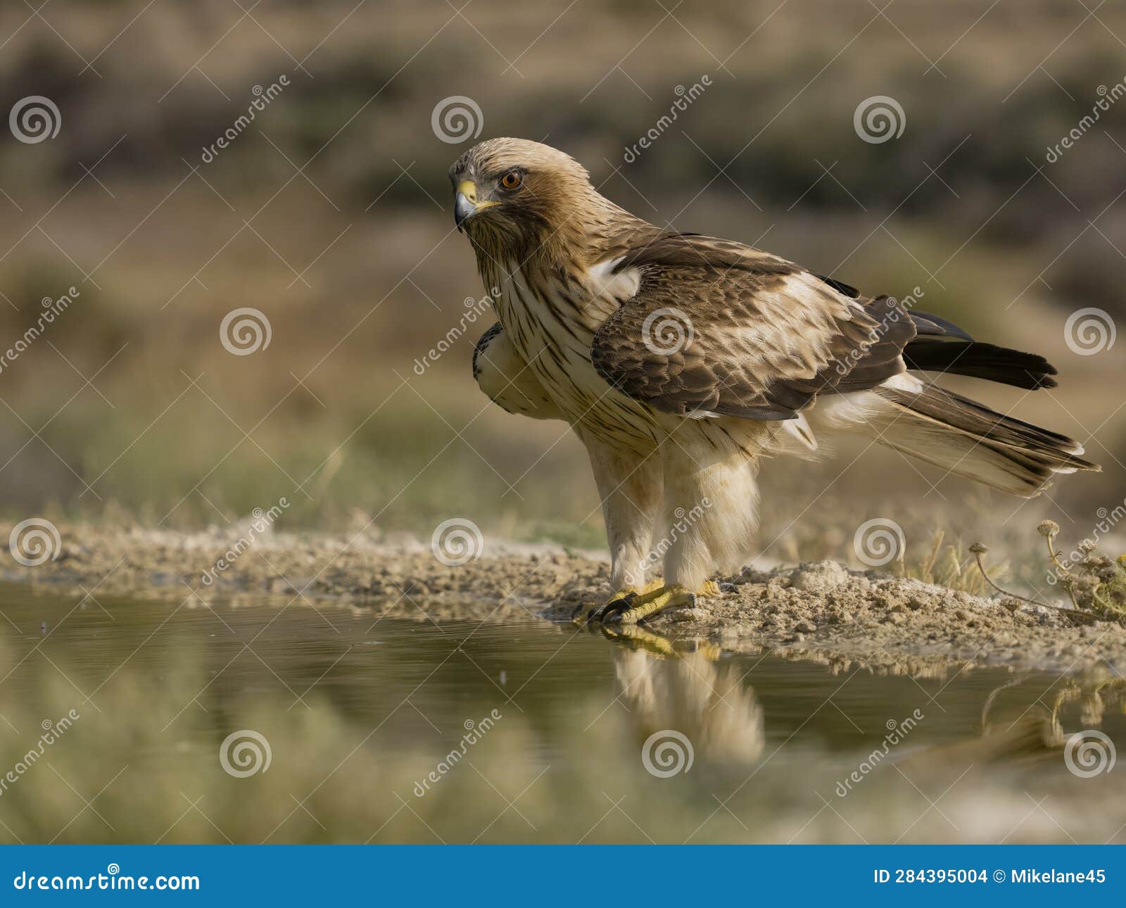 Booted Eagle, Hieraaetus Pennatus Stock Photo - Image of pennatus ...