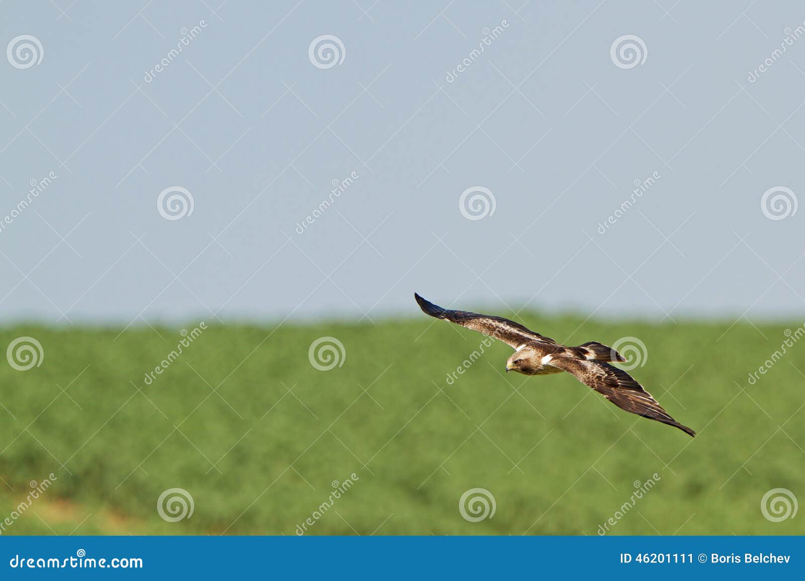 A Booted Eagle Hovering in a Blue Sky Stock Image - Image of eagle ...
