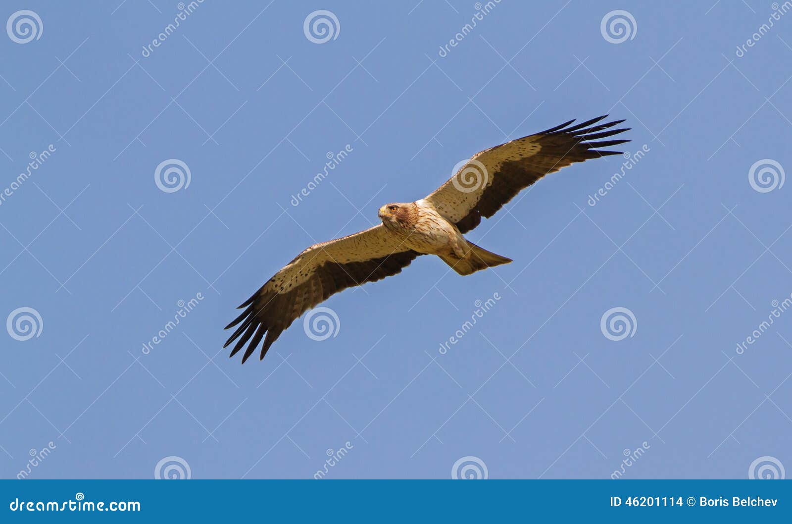 A Booted Eagle Hovering in a Blue Sky Stock Photo - Image of close ...