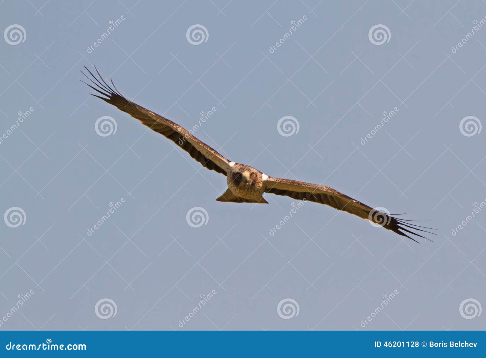A Booted Eagle Hovering in a Blue Sky Stock Photo - Image of fronted ...
