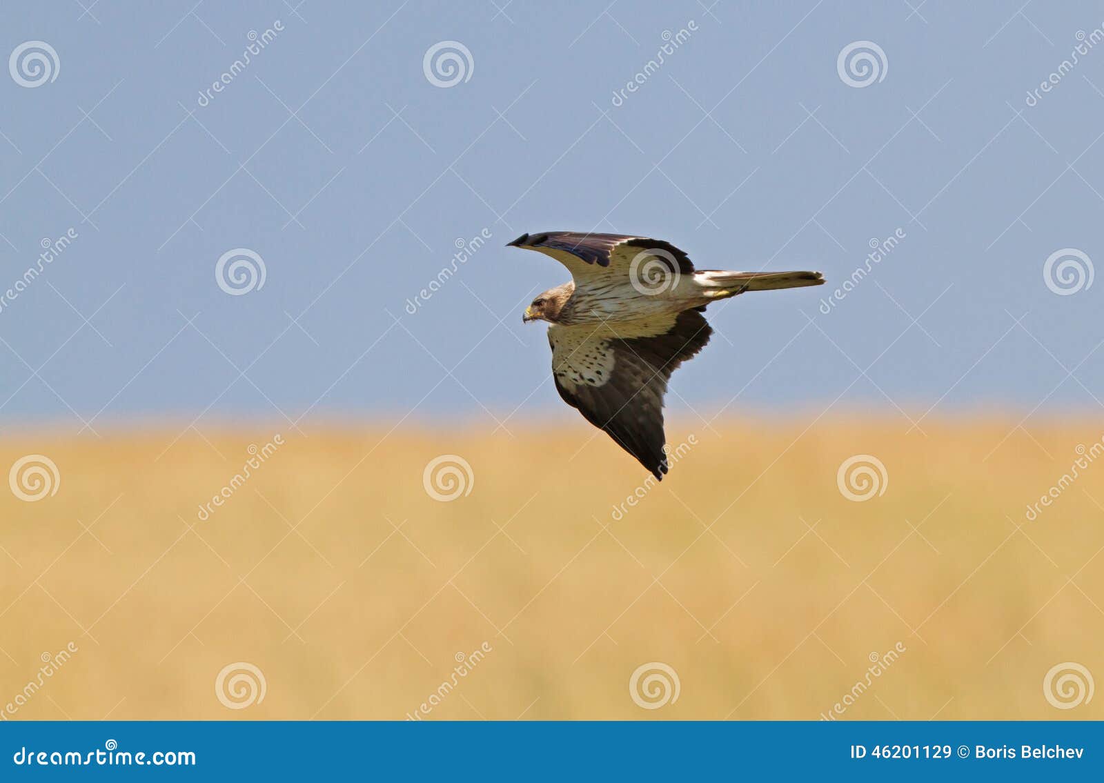 A Booted Eagle Hovering in a Blue Sky Stock Image - Image of fronted ...