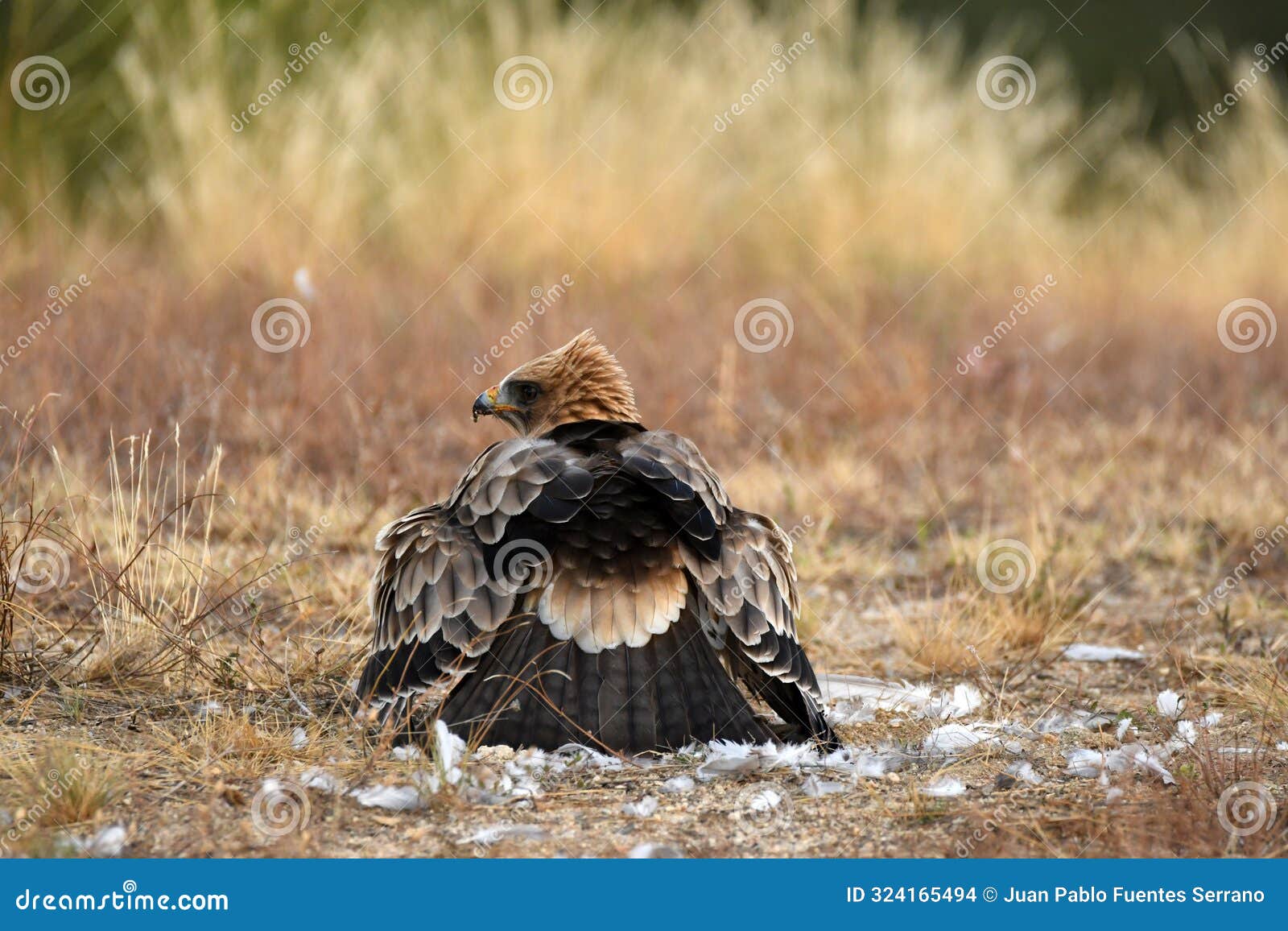 Booted Eagle with Its Prey in the Forest Stock Photo - Image of ...