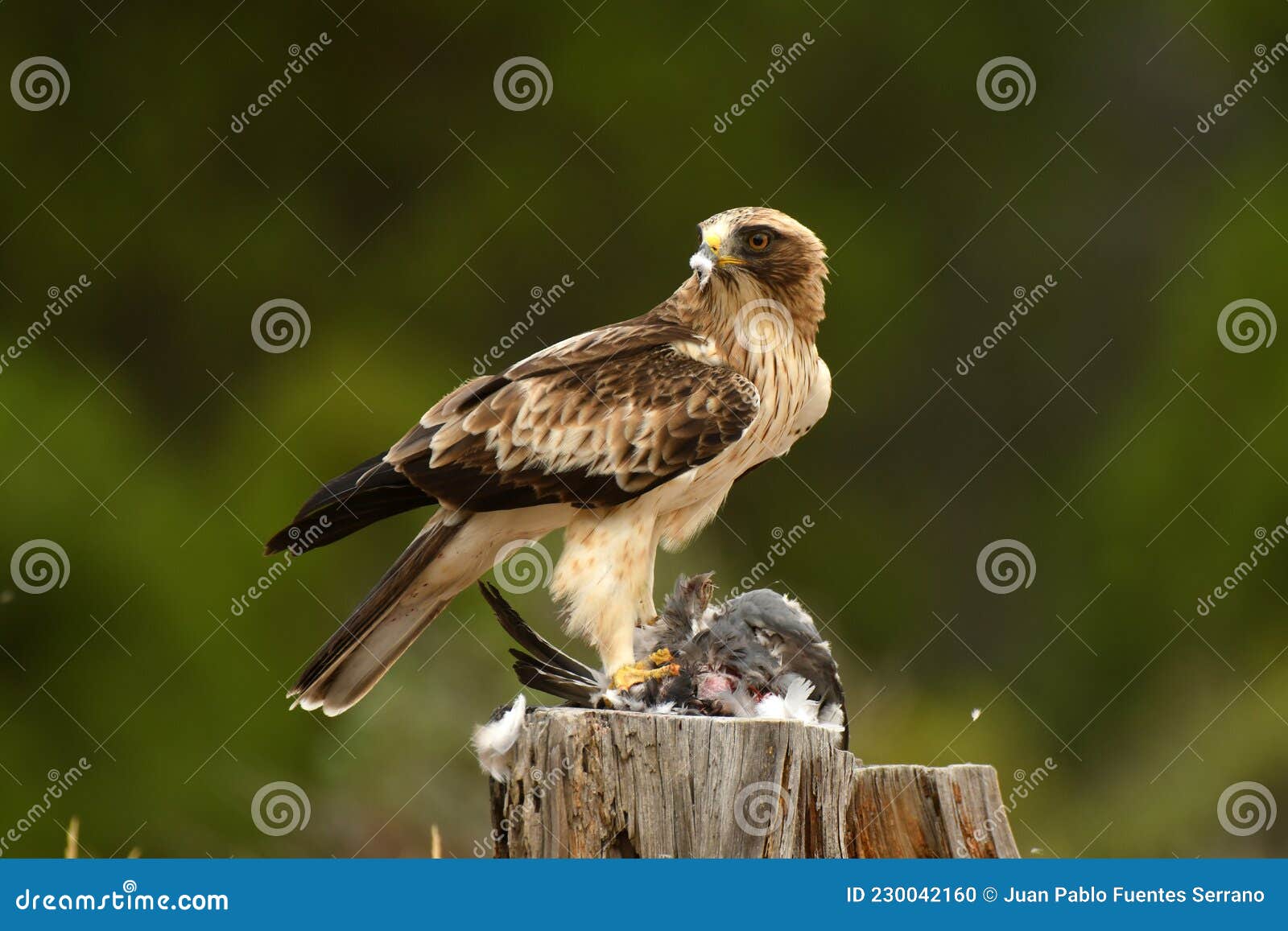 Booted Eagle with Its Prey in Its Hunting Territory Stock Photo - Image ...