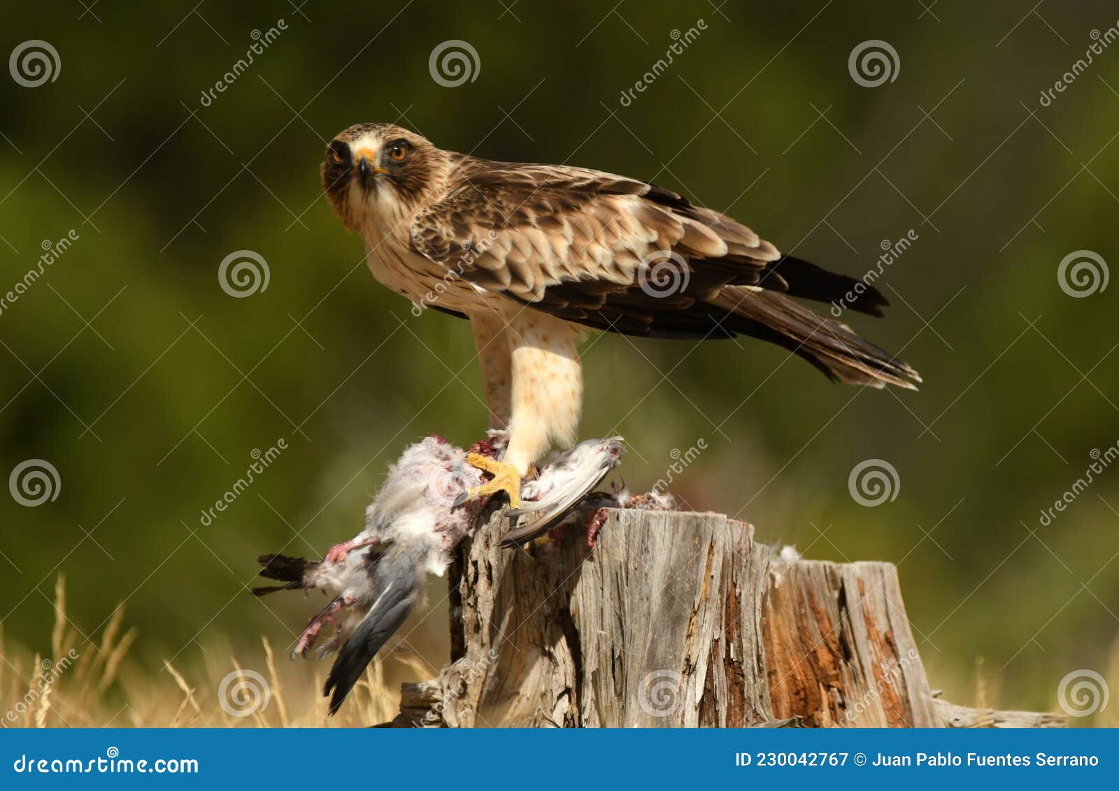 Eagle with Its Prey in Its Hunting Territory Stock Image - Image of ...