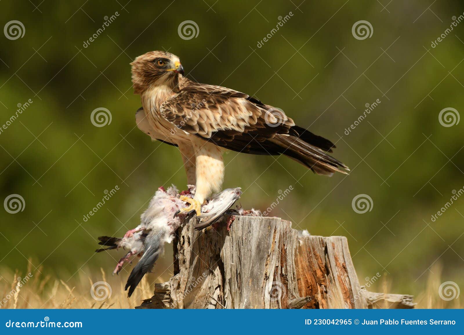 Eagle with Its Prey in Its Hunting Territory Stock Image - Image of ...