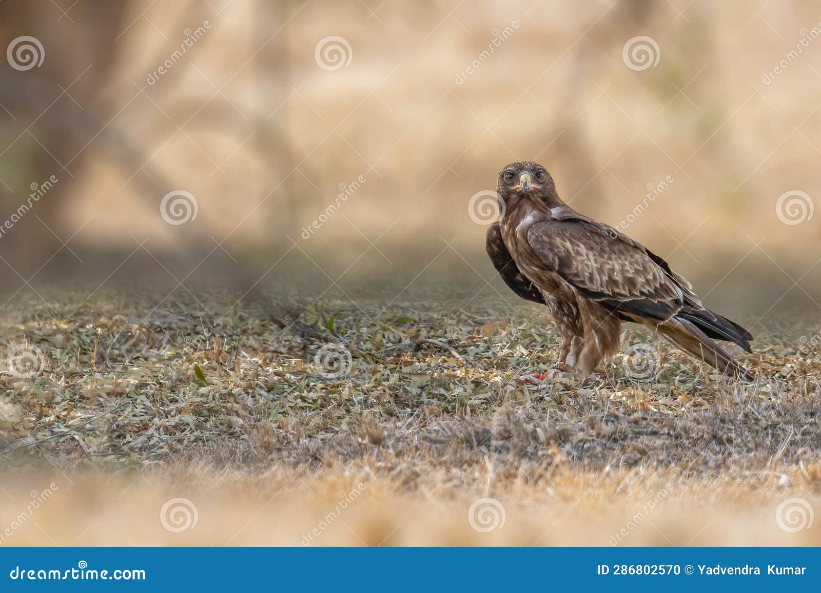 A Booted Eagle stock photo. Image of flying, prey, wild - 286802570