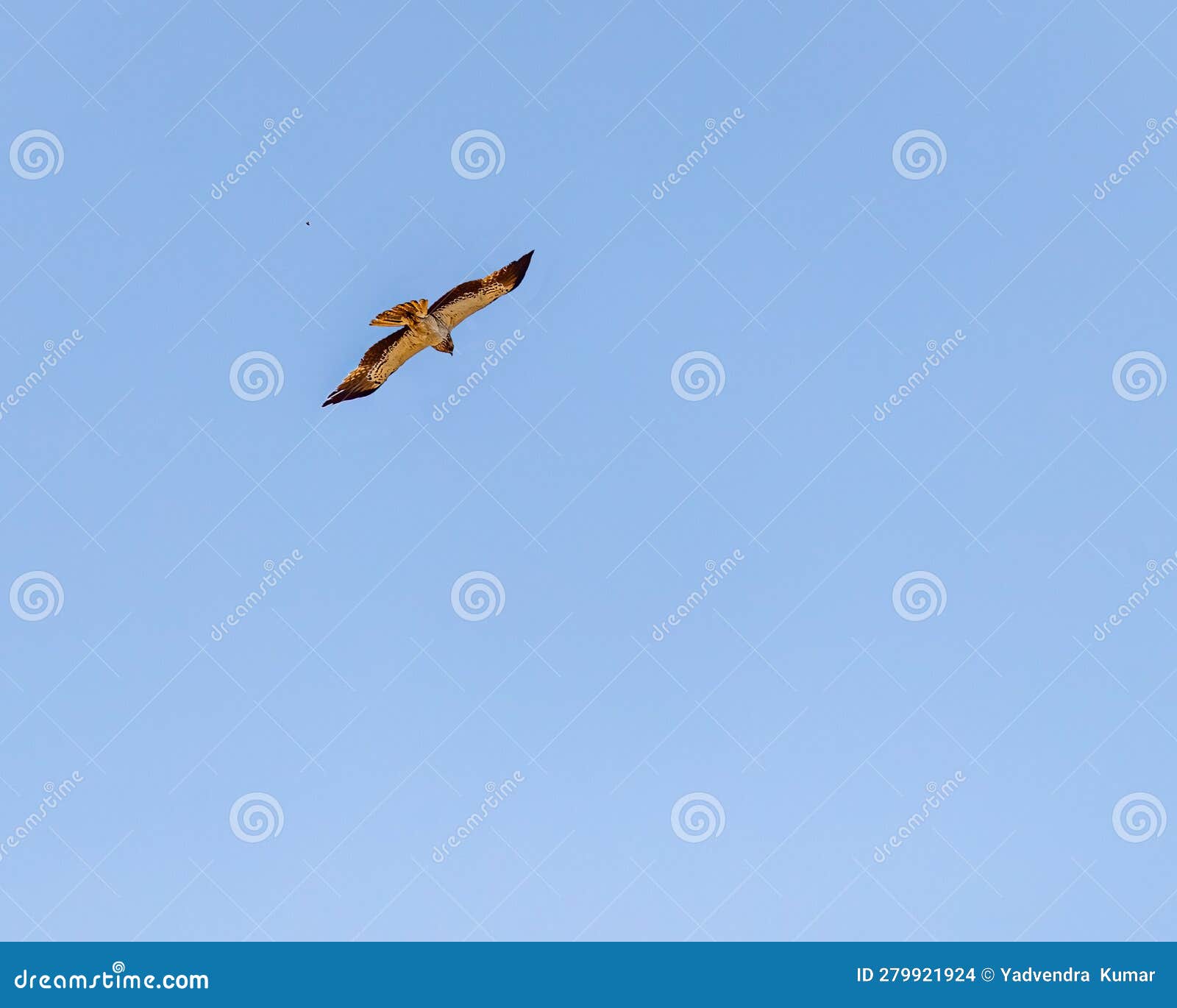 A Booted Eagle Looking Down Stock Photo - Image of colours, plumage ...
