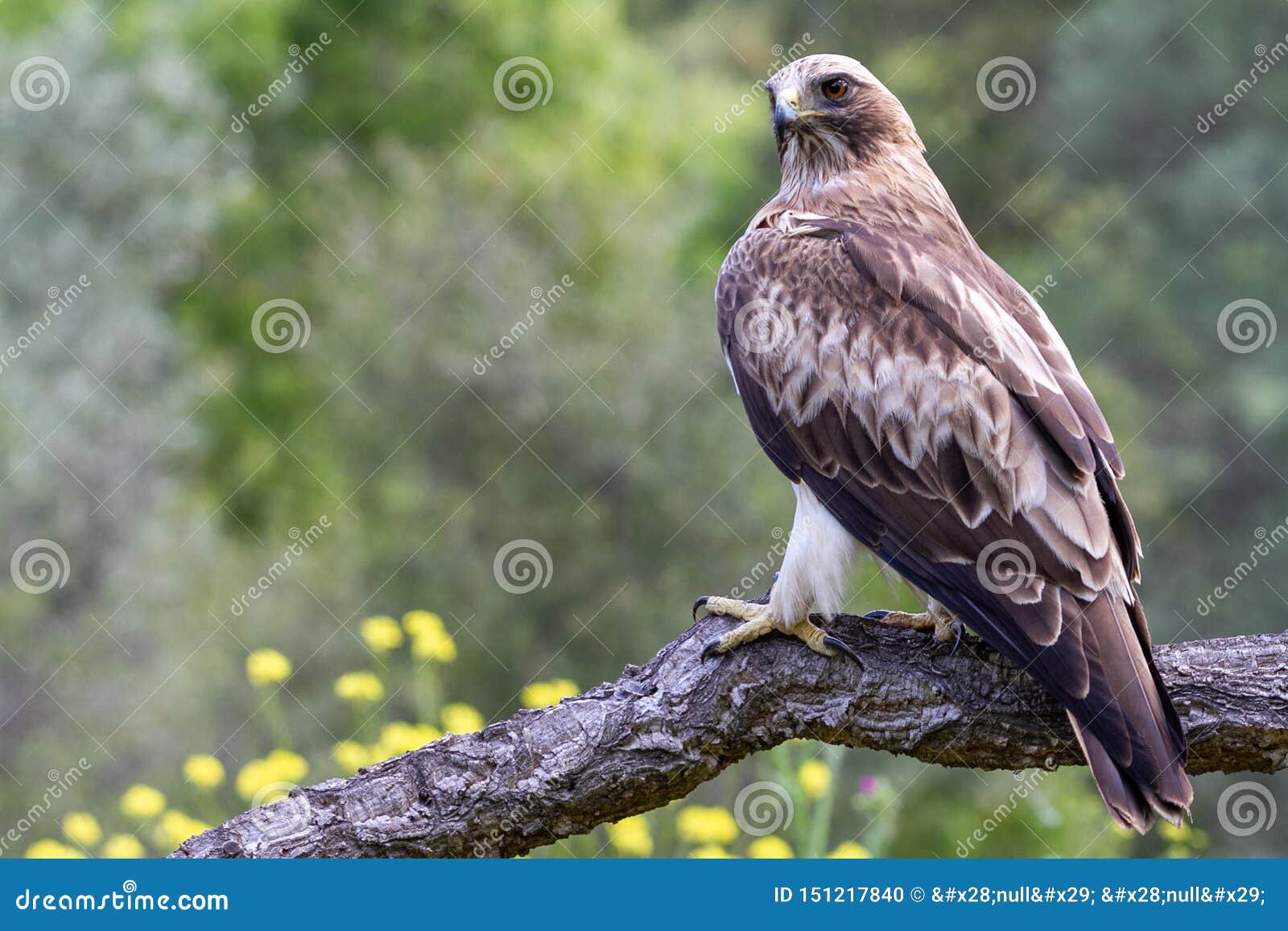 Booted Eagle Hieraaetus Pennatus in the Nature, Spain Stock Photo ...