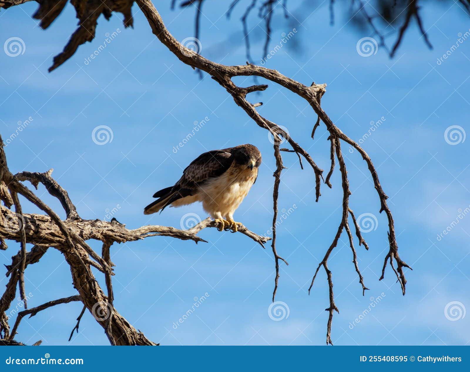 Booted Eagle stock image. Image of cream, raptor, hawk - 255408595