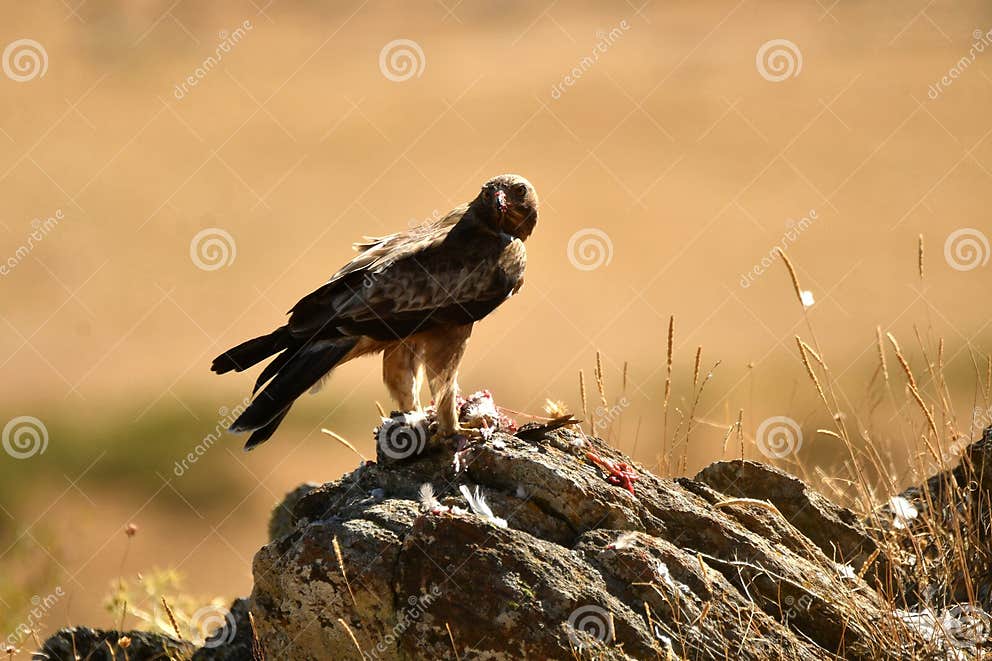 Booted Eagle Perches with Its Prey on a Branch Stock Photo - Image of ...